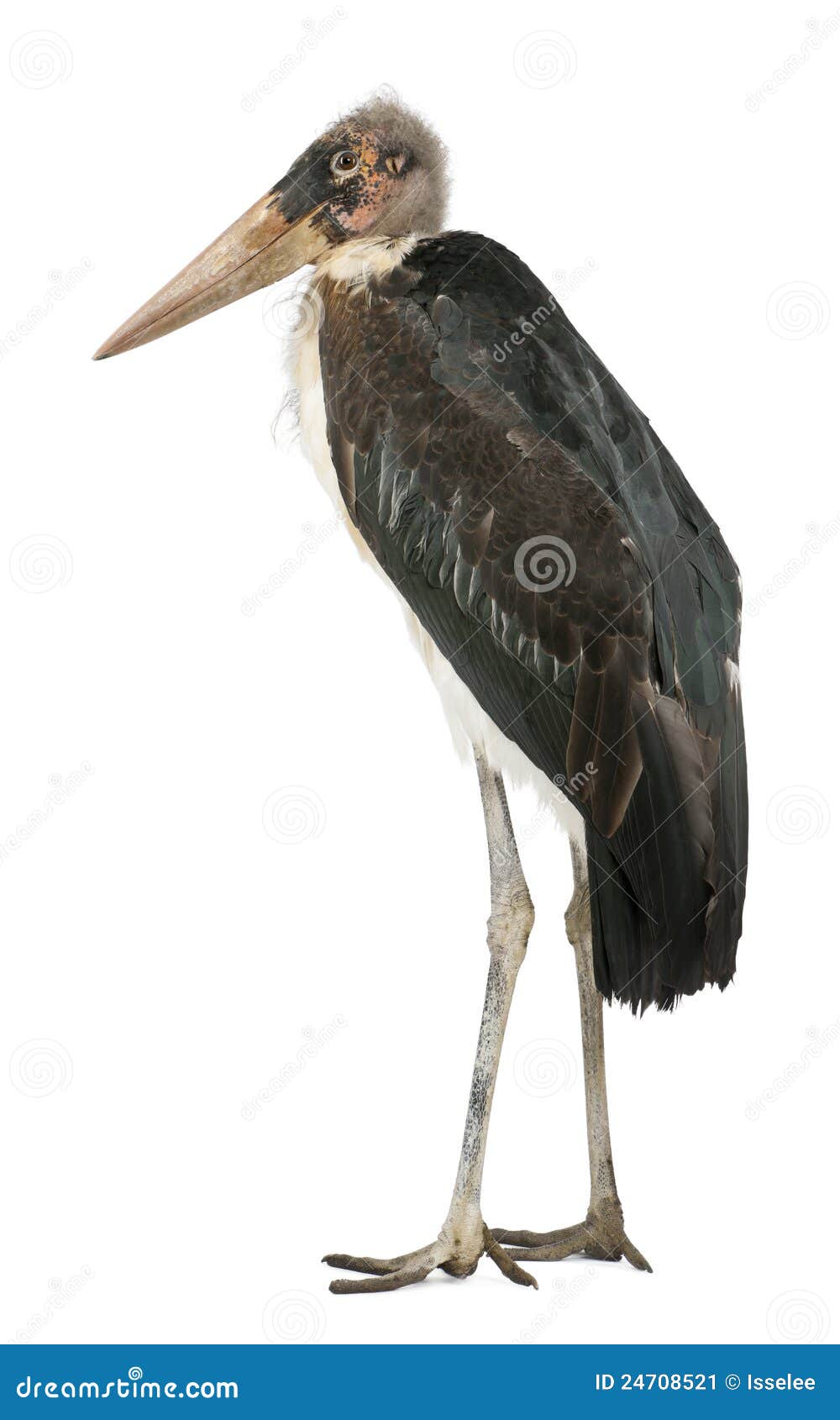 Marabou Stork, Leptoptilos Crumeniferus Stock Image - Image of isolated ...
