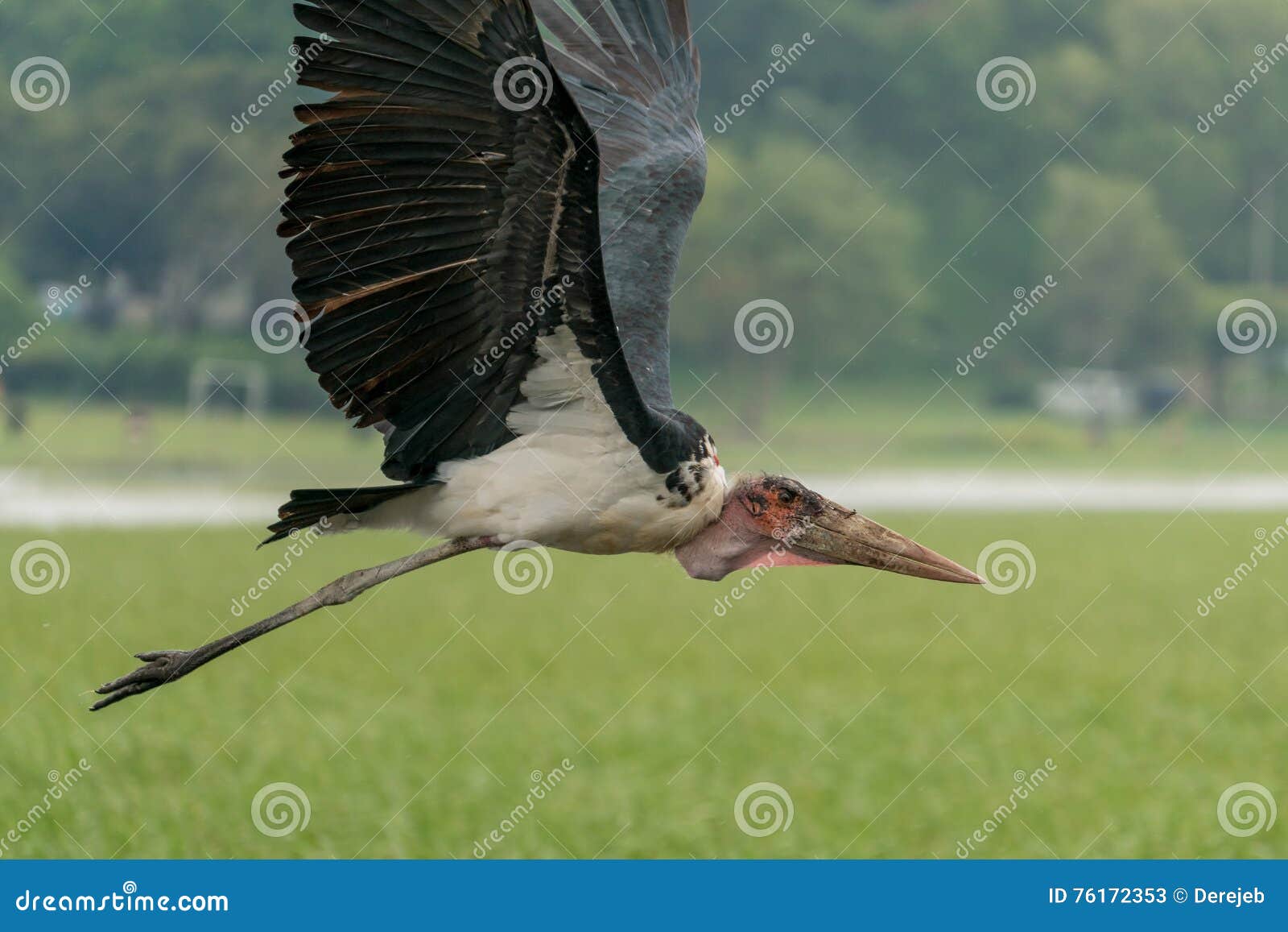 Marabou Stork in Mid Flight Stock Image - Image of airborne, legs: 76172353