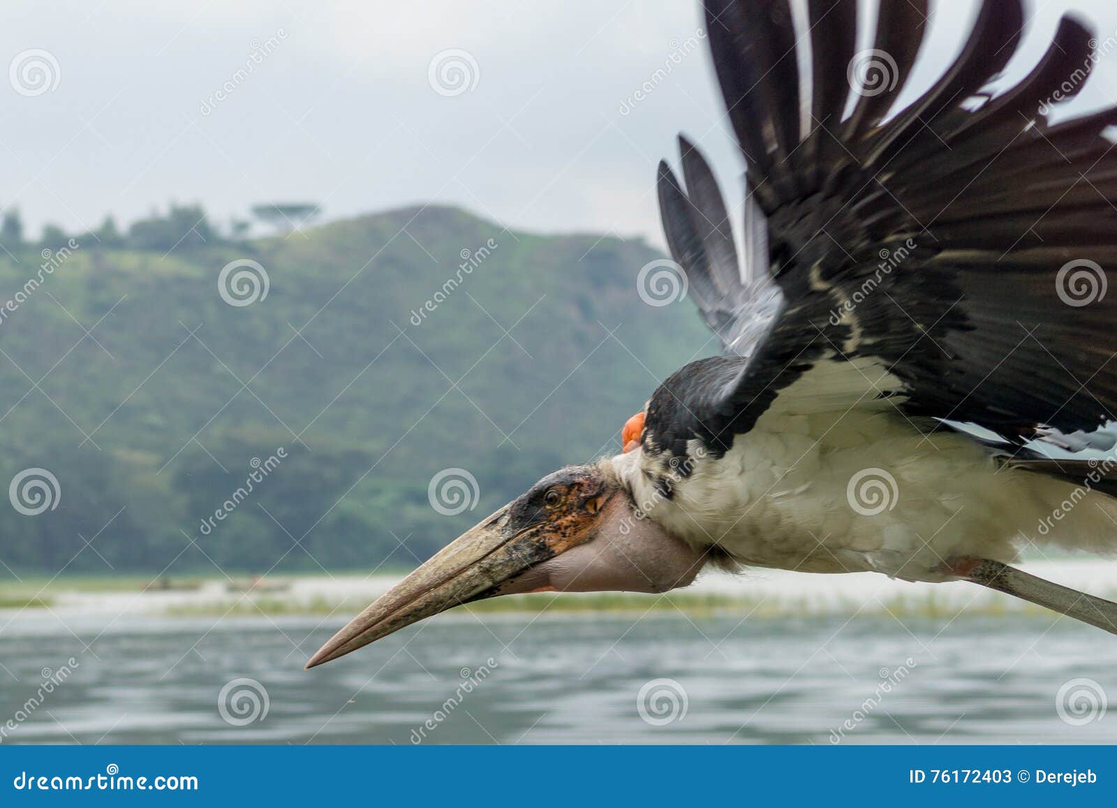 Marabou Stork in Mid Flight Stock Image - Image of skinny, ciconiidae ...