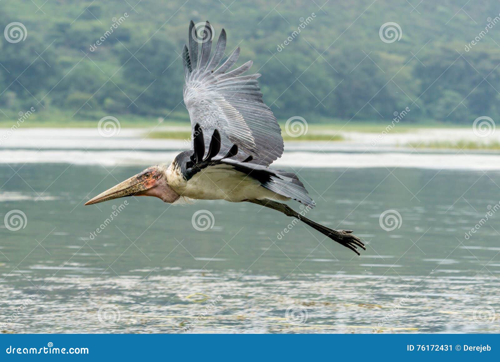 Marabou Stork in Mid Flight Stock Image - Image of nature, like: 76172431