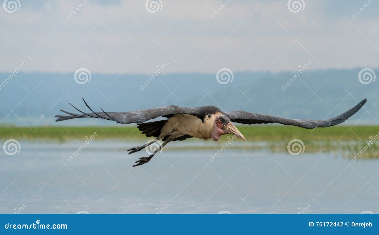 Marabou Stork in Mid Flight Stock Photo - Image of flying, awasa: 76172442