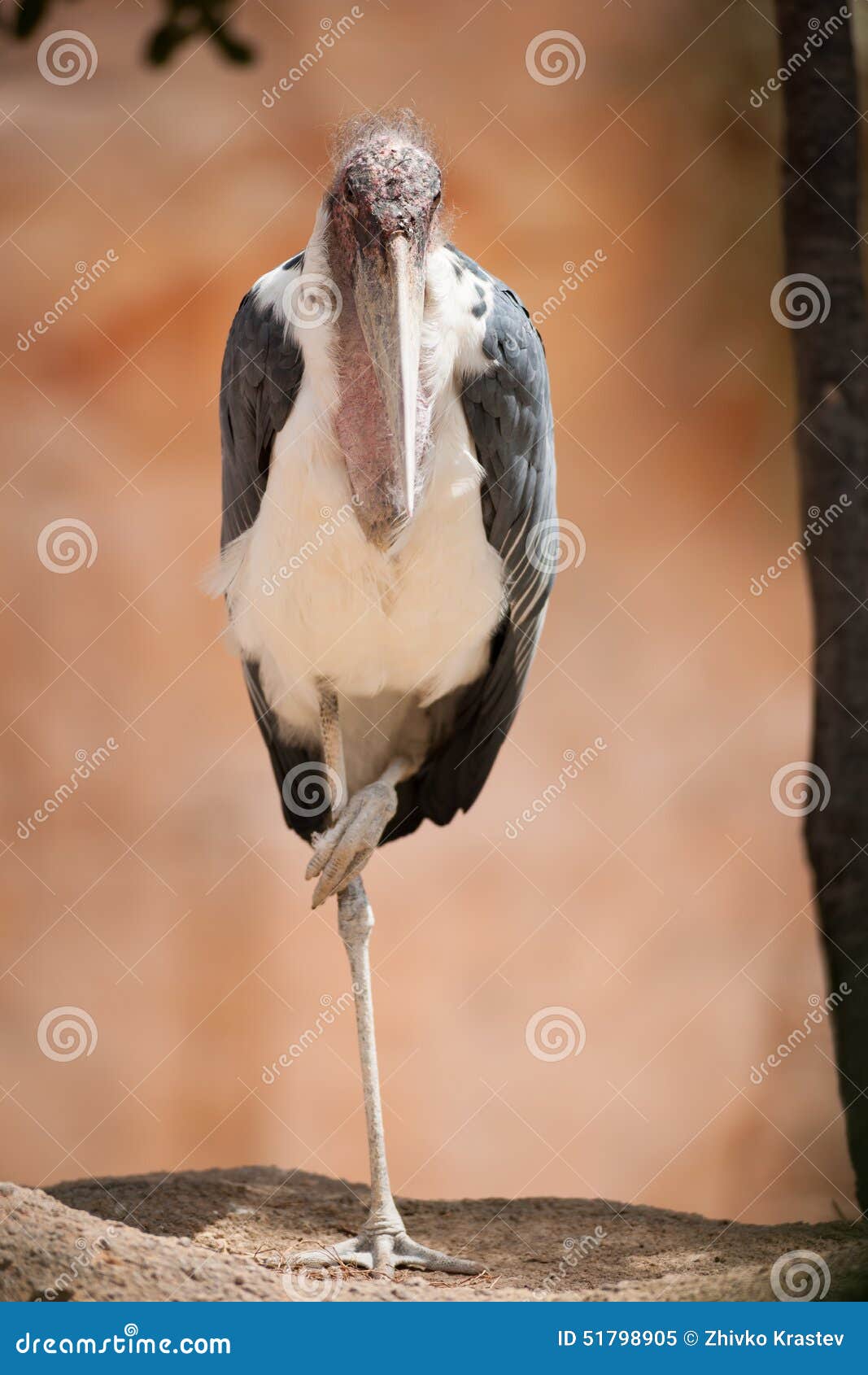 Marabou Stork on One Leg stock image. Image of bird, animal - 51798905