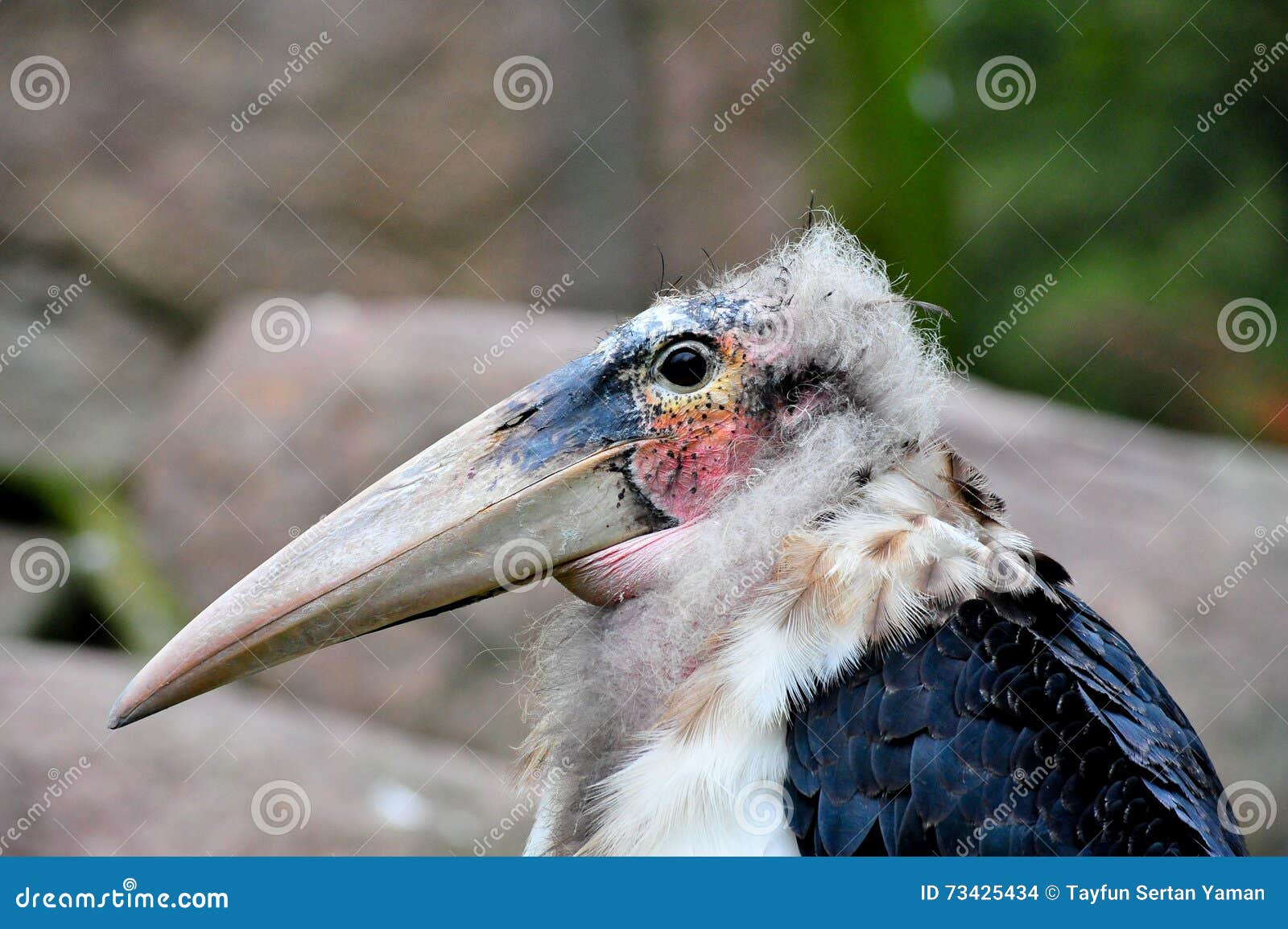 Marabou Stork stock photo. Image of african, stork, bird - 73425434