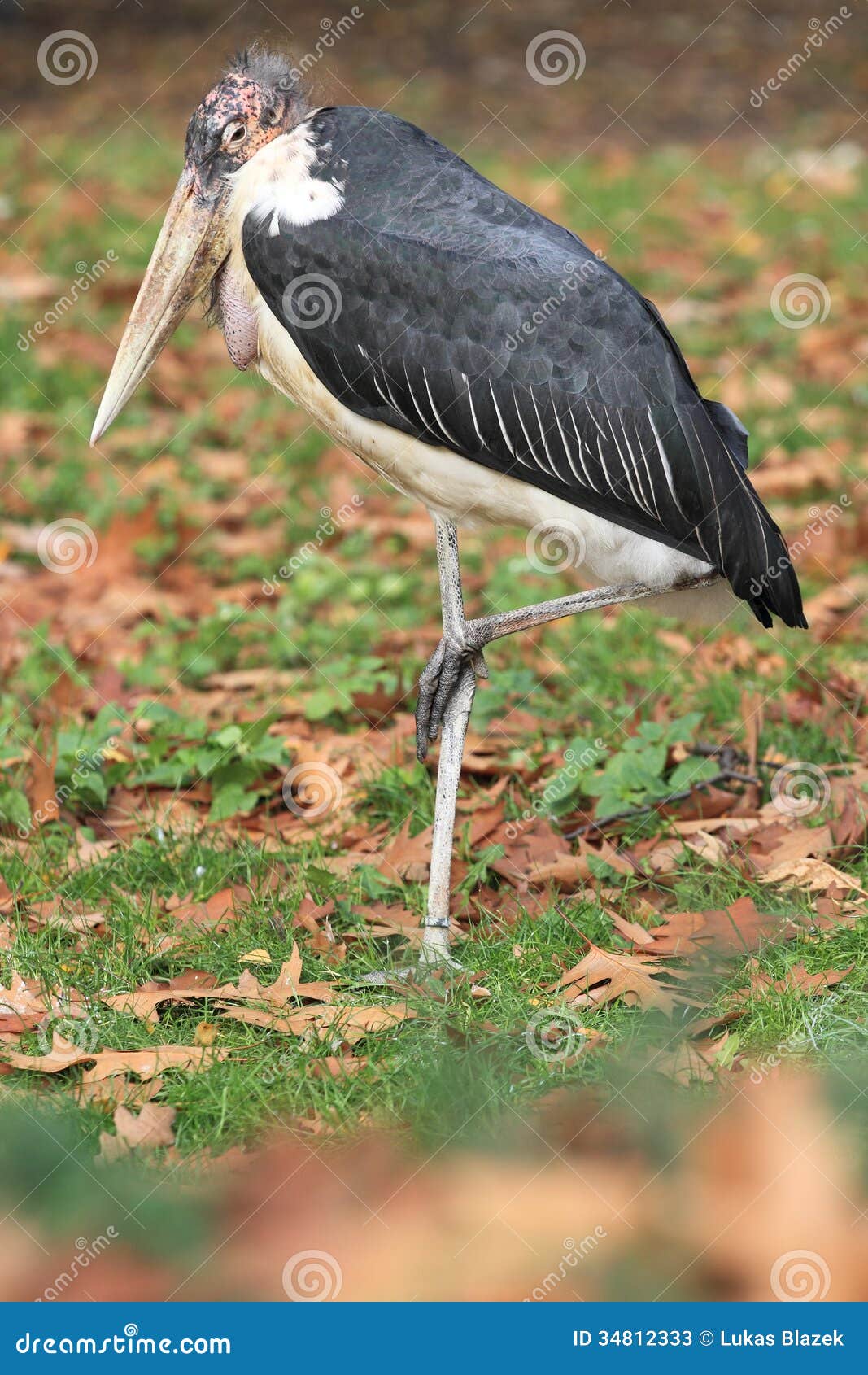 Marabou stork stock image. Image of wader, leptoptilos - 34812333