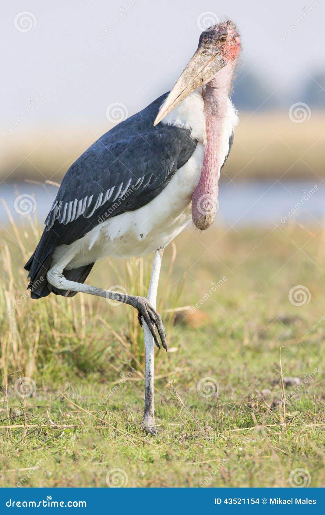 Marabou Stork Standing on One Leg Stock Photo - Image of resting ...