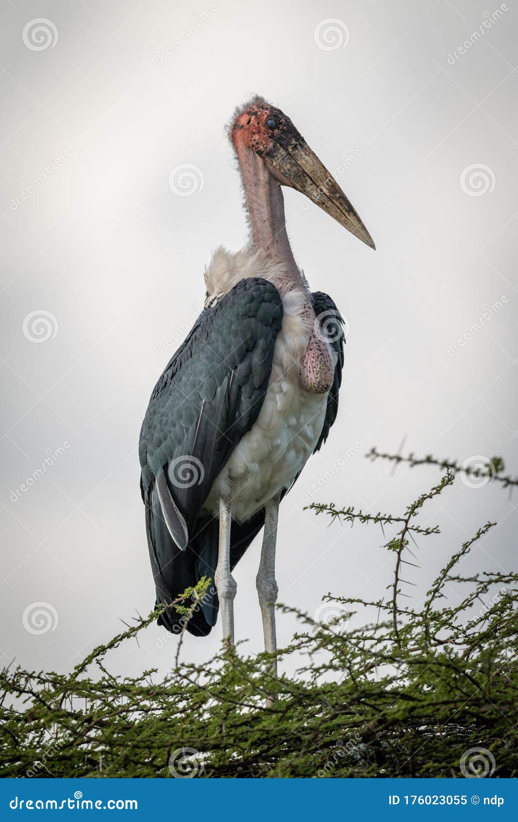 Marabou Stork Stands Facing Right in Treetop Stock Image - Image of ...