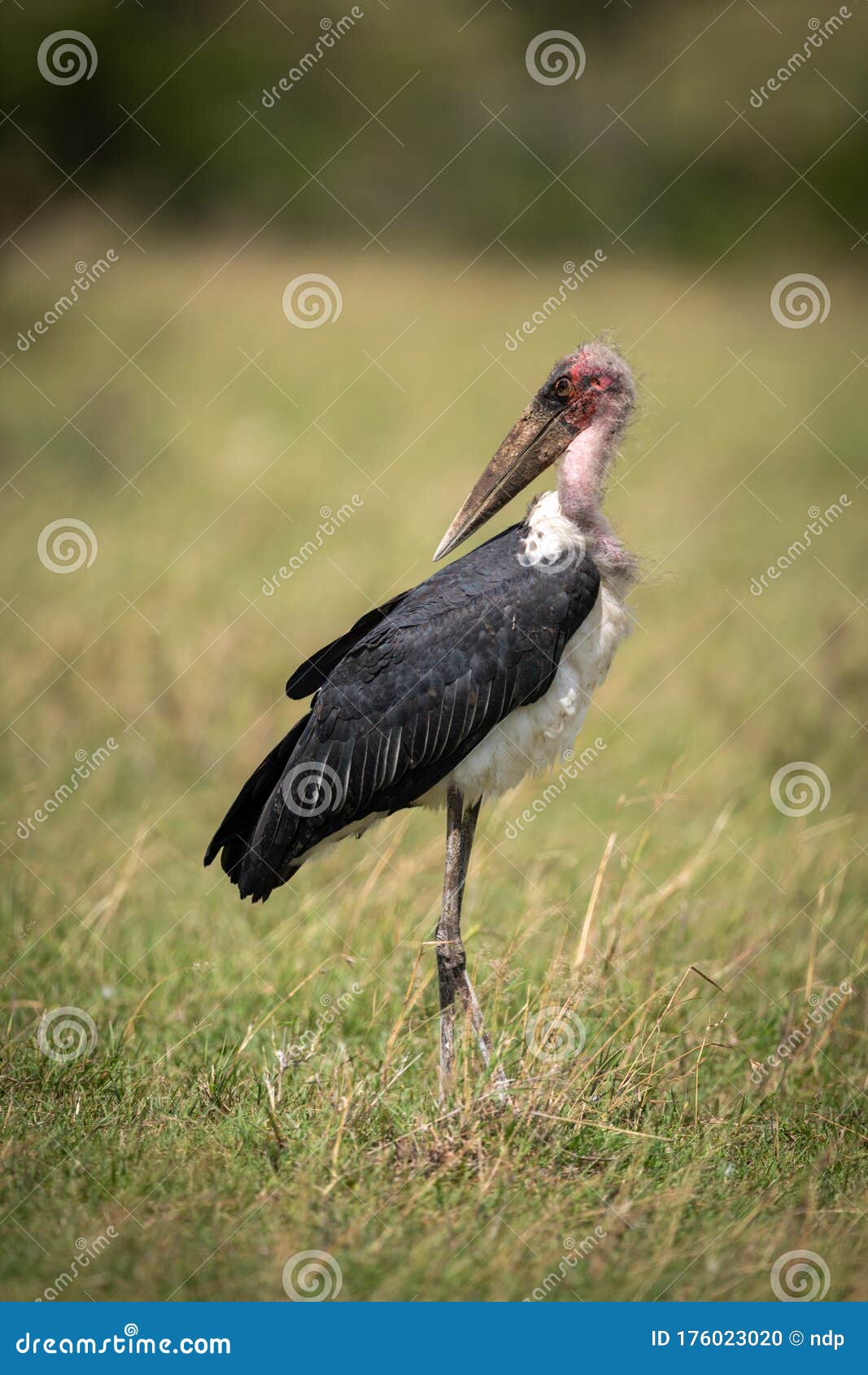 Head Of Marabou Stork, Scavenger Bird, Living In Southern Africa Stock ...
