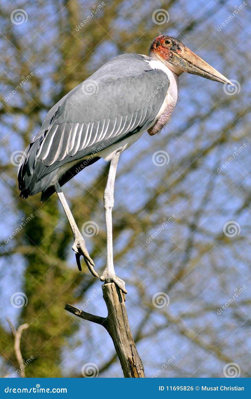 Marabou stork in tree stock photo. Image of stork, blue - 11695826