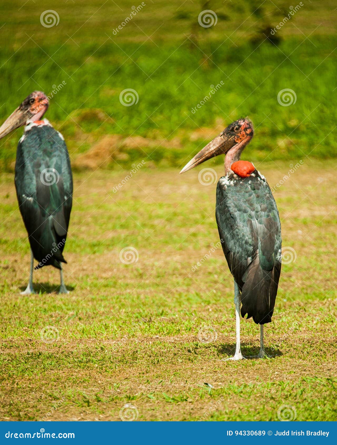 Marabou Stork- Uganda stock image. Image of dawn, environment - 94330689