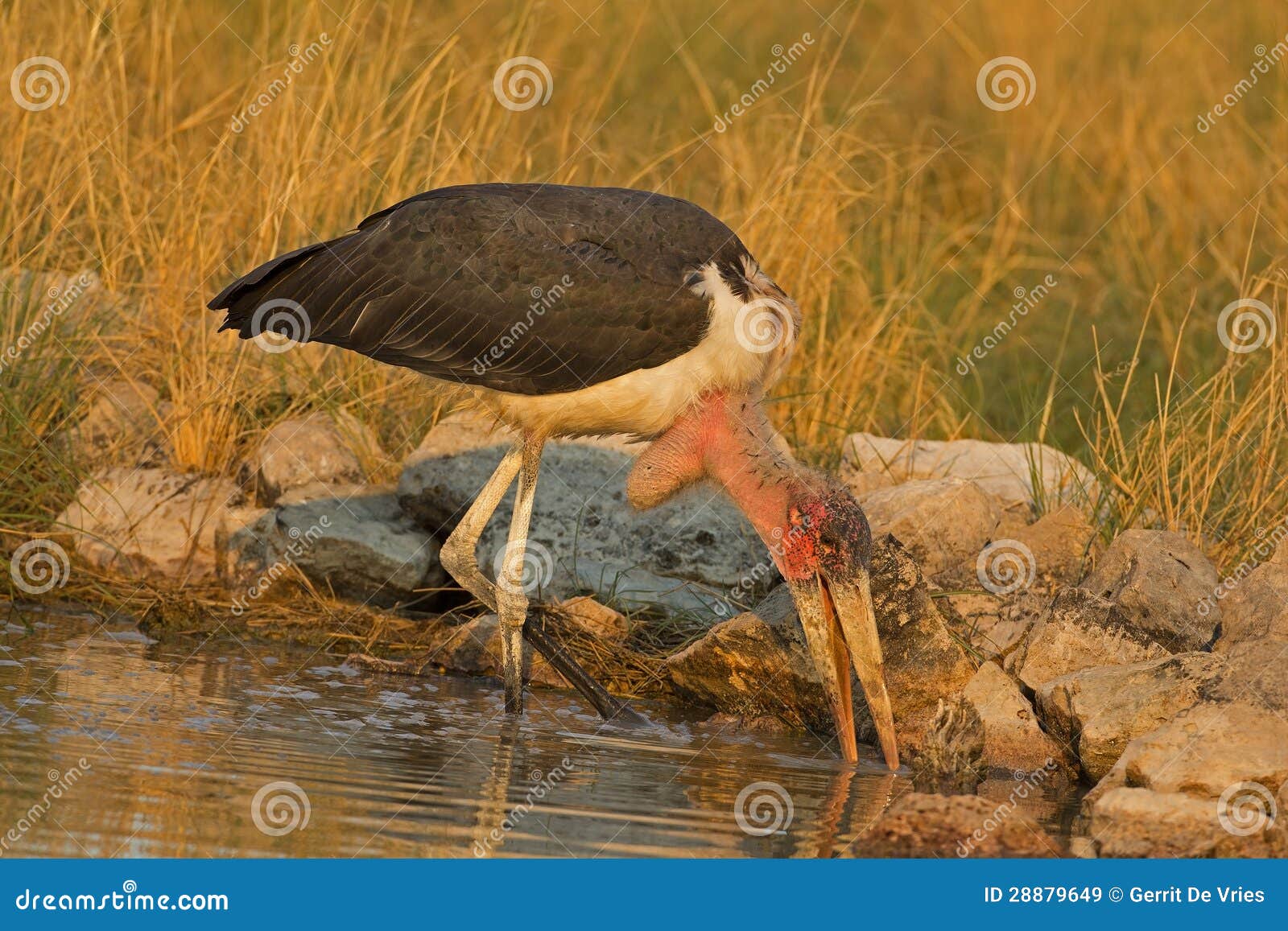 Marabou Stork Wading in Shallow Water Stock Image - Image of wildlife ...