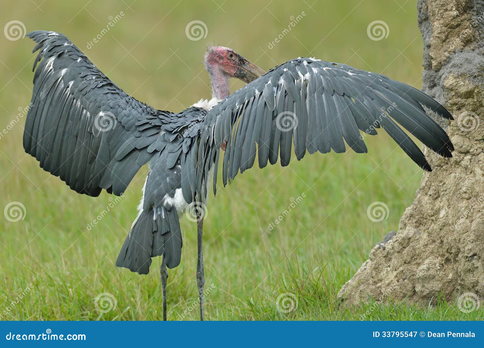 Marabou Stork with Wings Spread Stock Image - Image of head, beak: 33795547