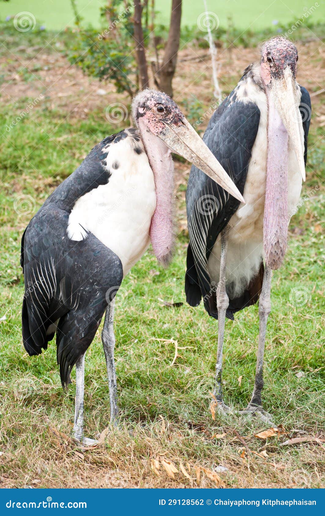 Marabou Storks stock photo. Image of fauna, african, biology - 29128562