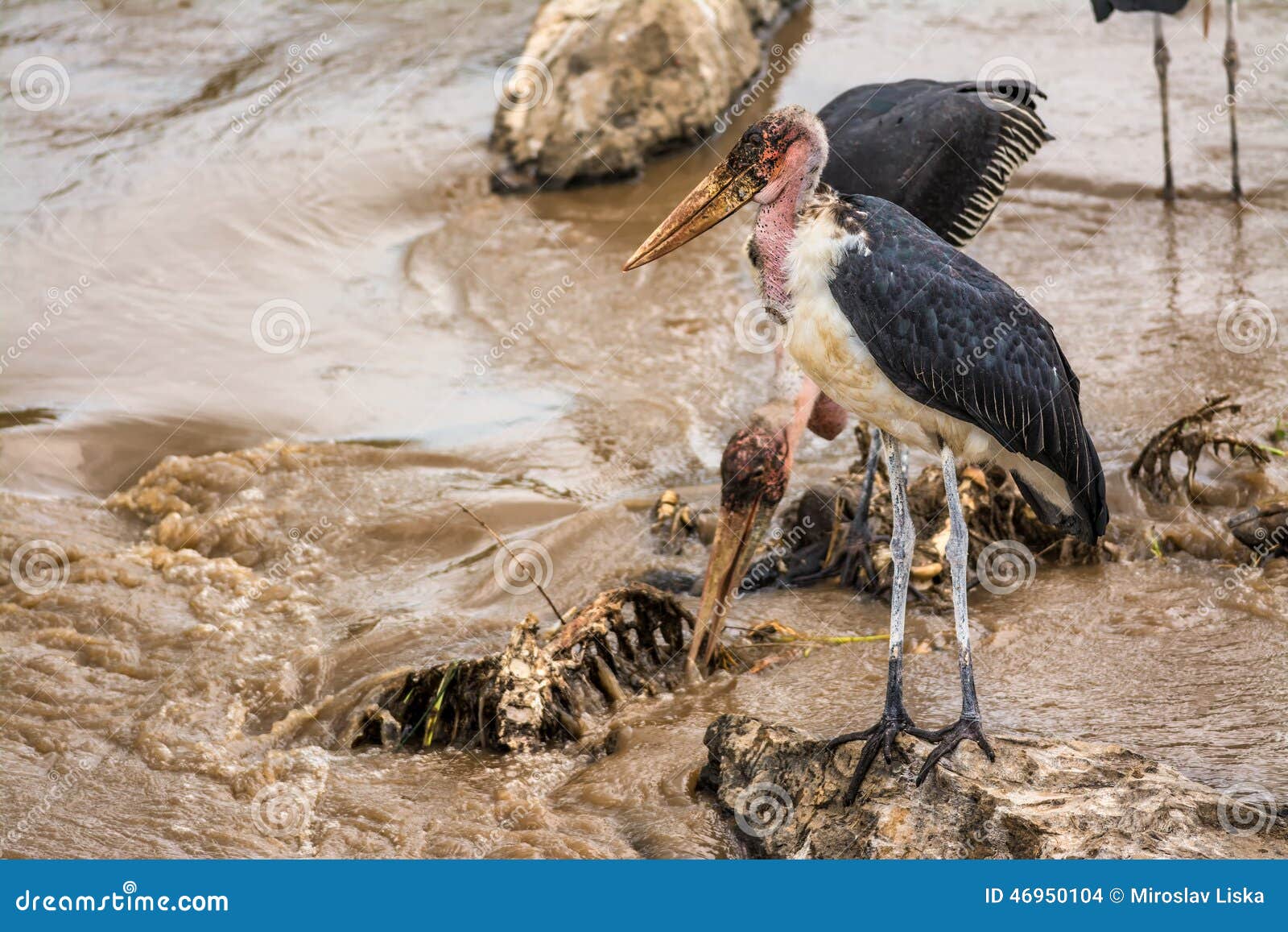Marabou Storks on Carcass at the Mara River, Kenya Stock Photo - Image ...