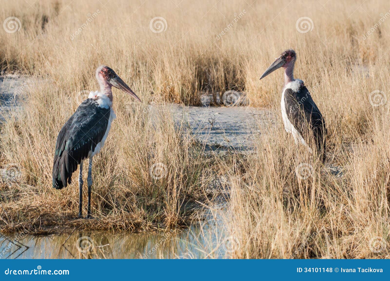 Marabou Storks In A Tree Royalty-Free Stock Image | CartoonDealer.com ...