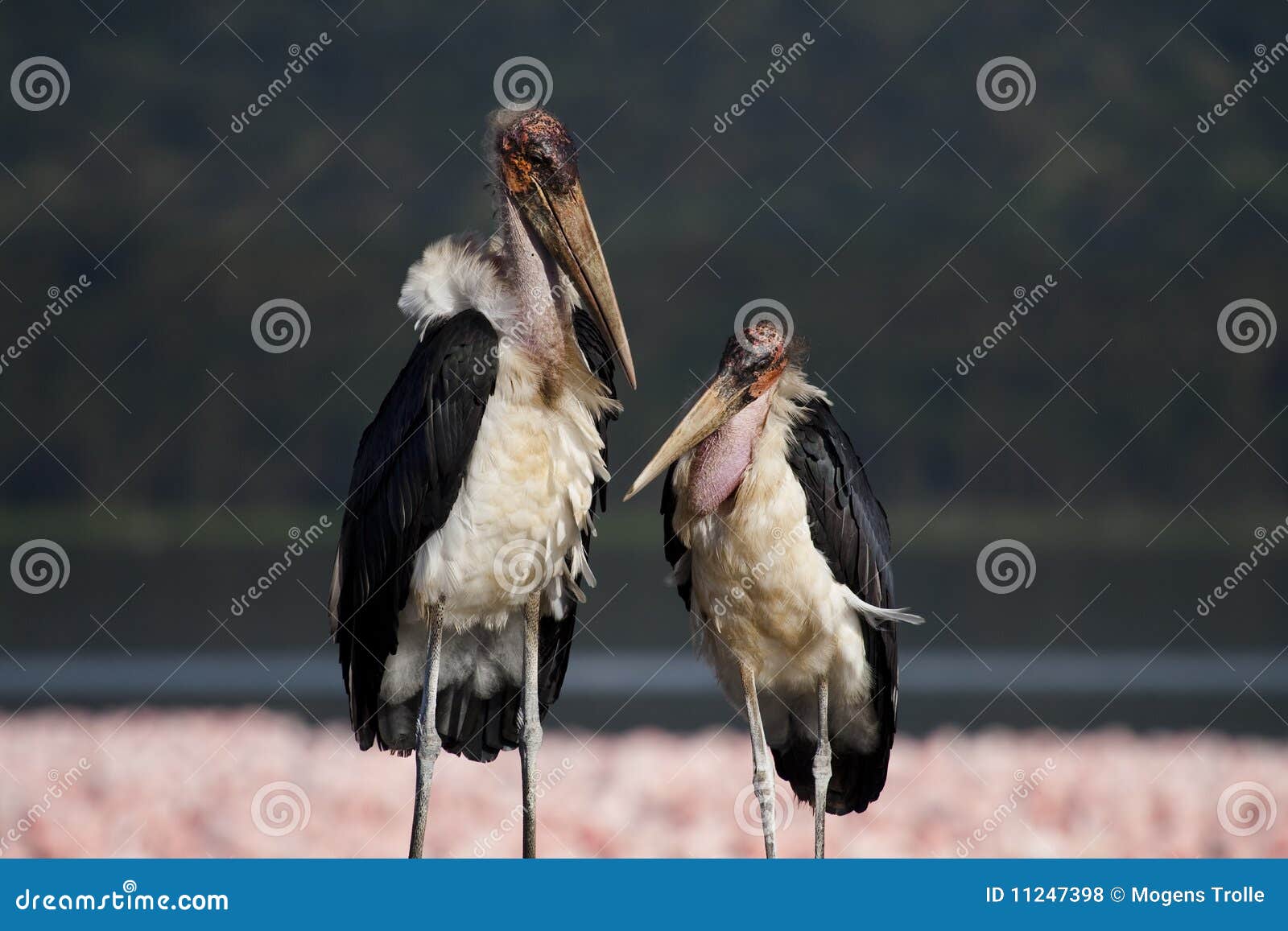 Marabou Storks in Front of Nakuru Flamingos Stock Photo - Image of ...
