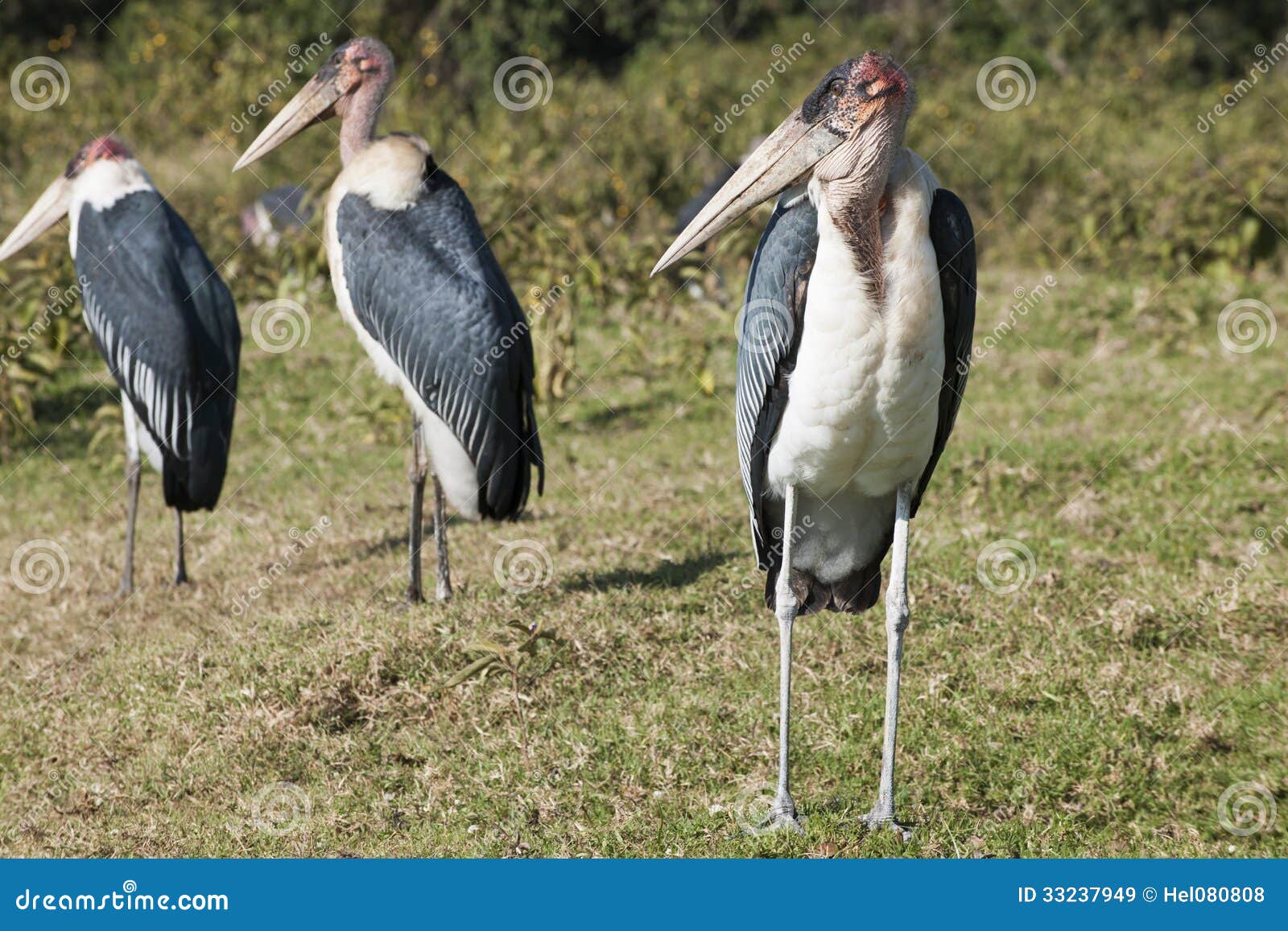 Marabou Storks in Southern Africa Stock Image - Image of legs, africa ...