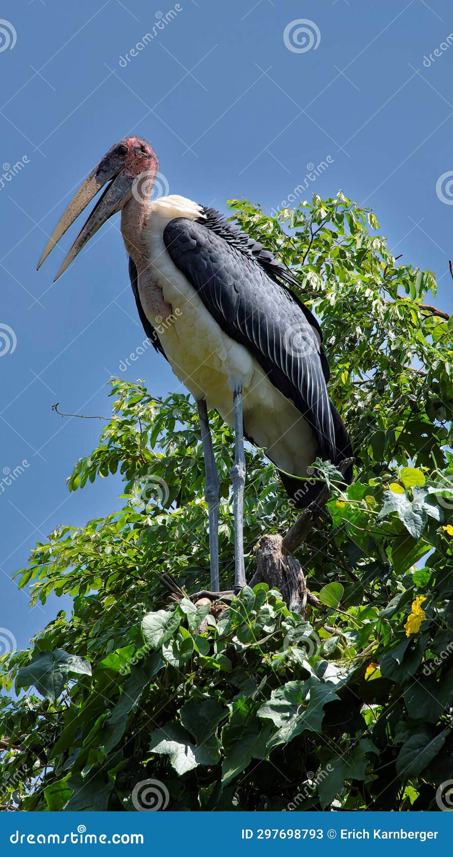 Marabou on a tree top stock image. Image of wild, goiter - 297698793