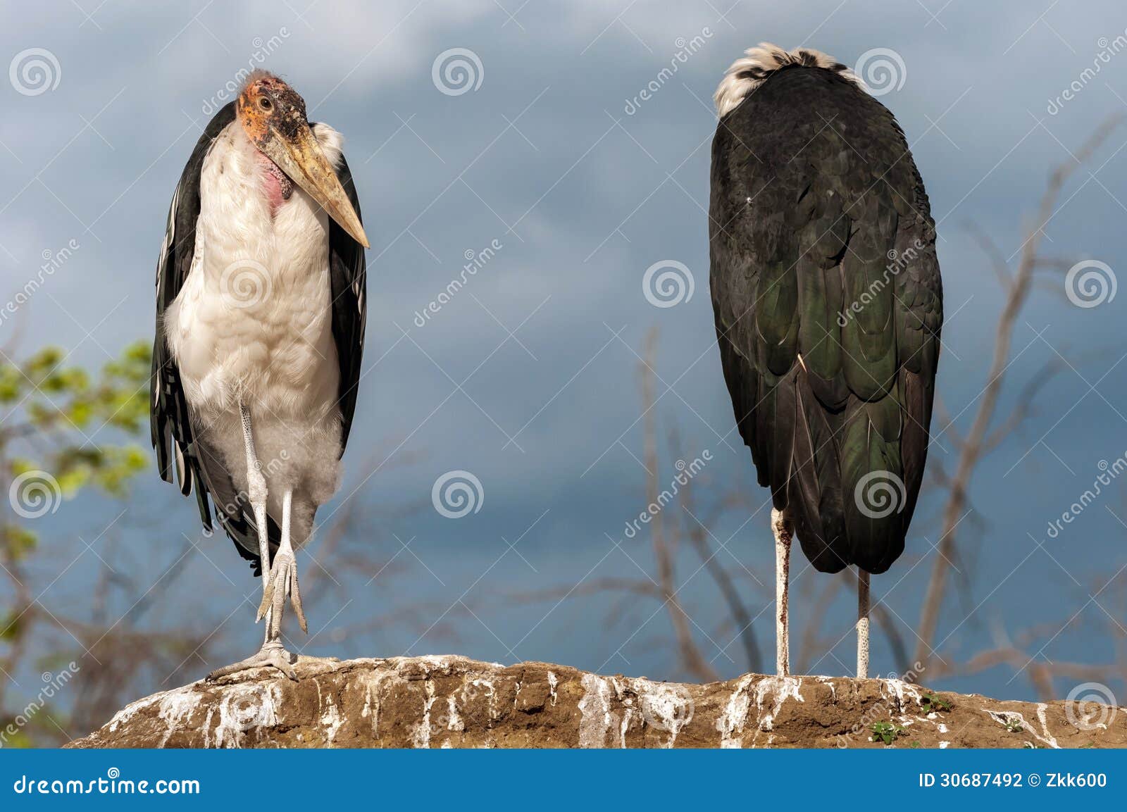Marabous stock photo. Image of cliff, color, tender, delicate - 30687492