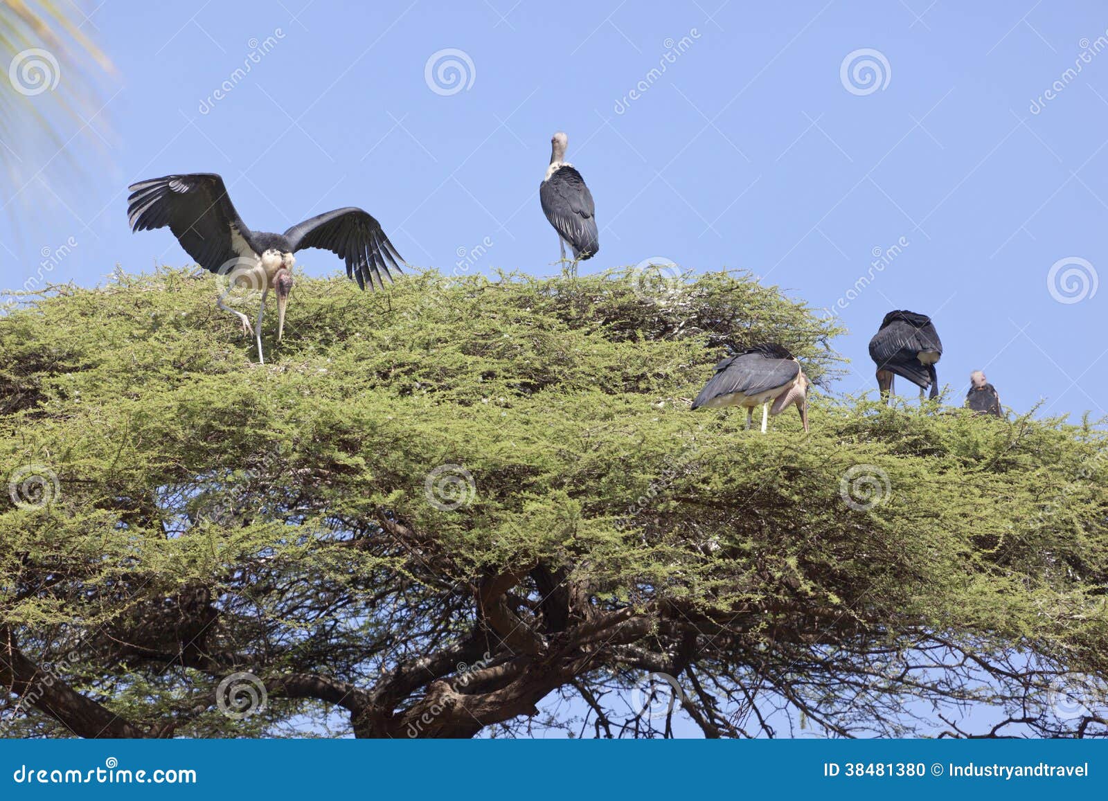 Marabous Stork Tree Stock Photos - Free & Royalty-Free Stock Photos ...