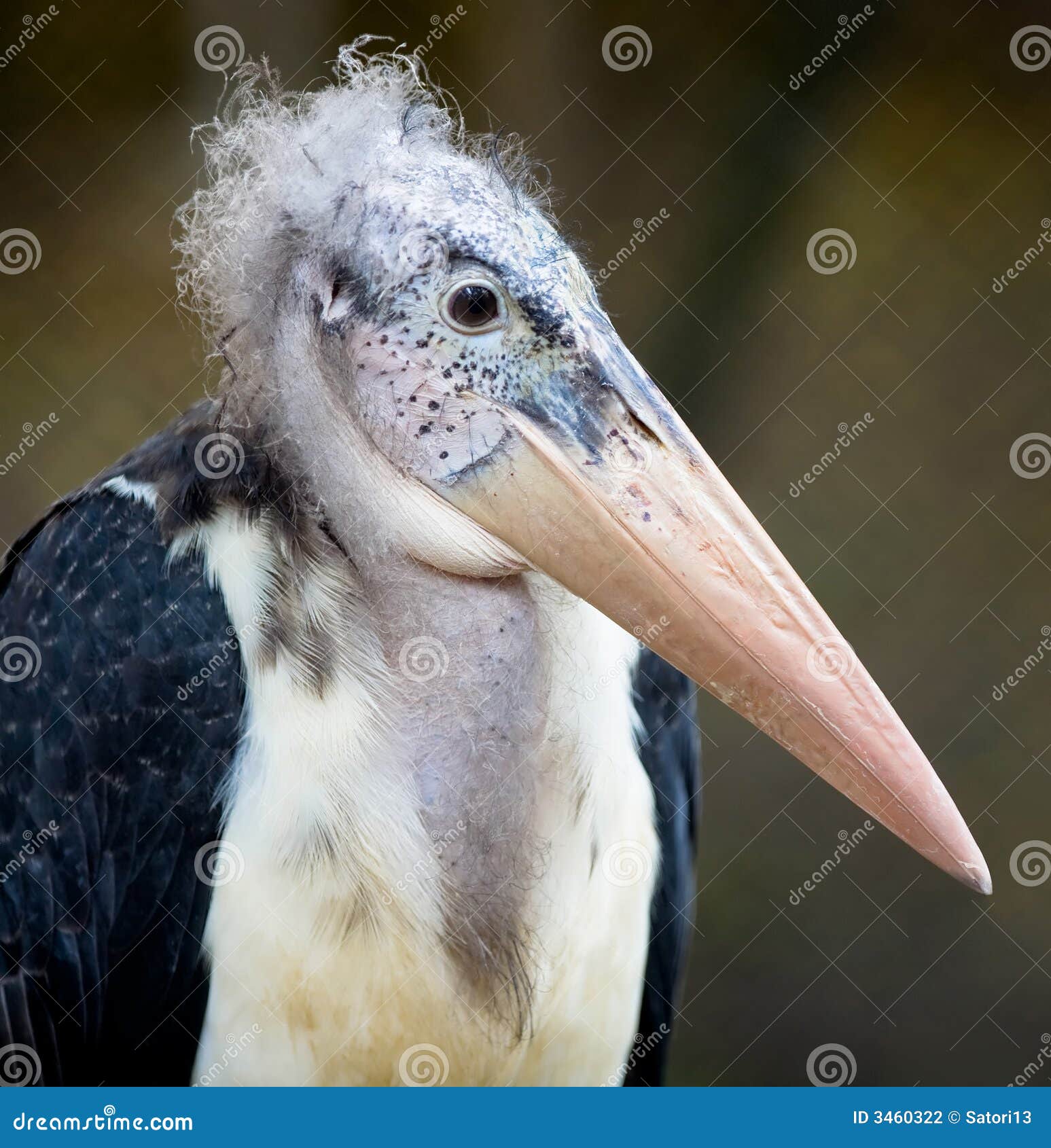 Marabout photo stock. Image of durée, cigogne, oiseau - 3460322