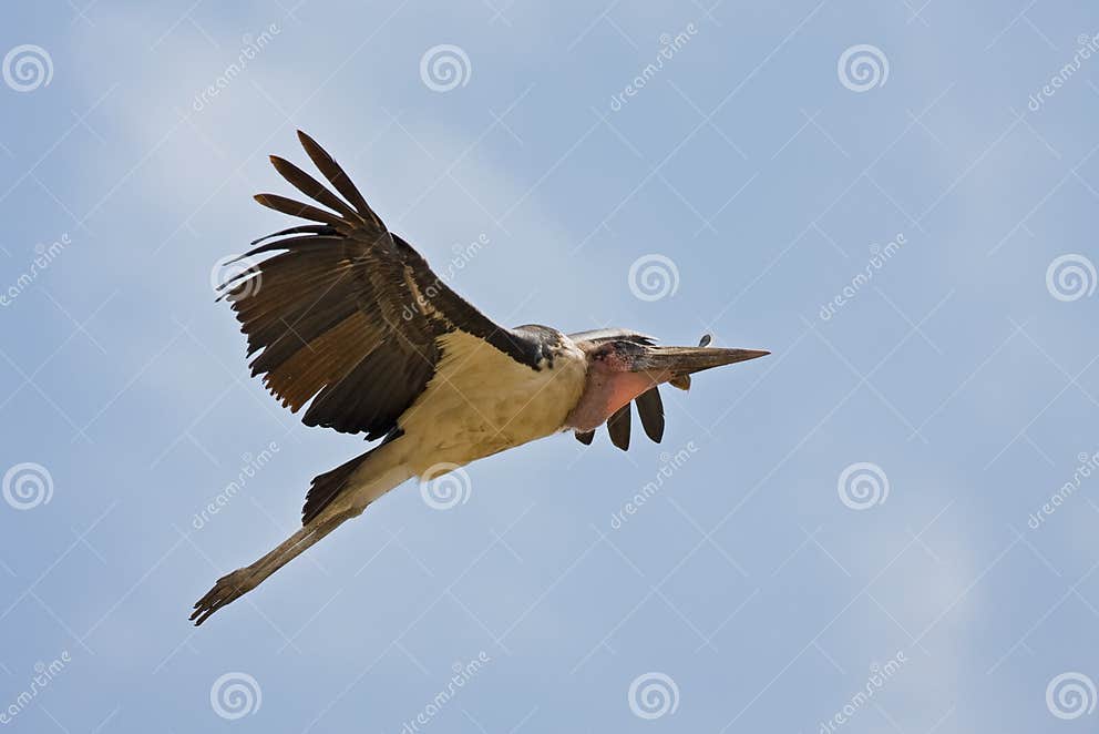 Marabu stock photo. Image of cloudscape, isolated, love - 11785996