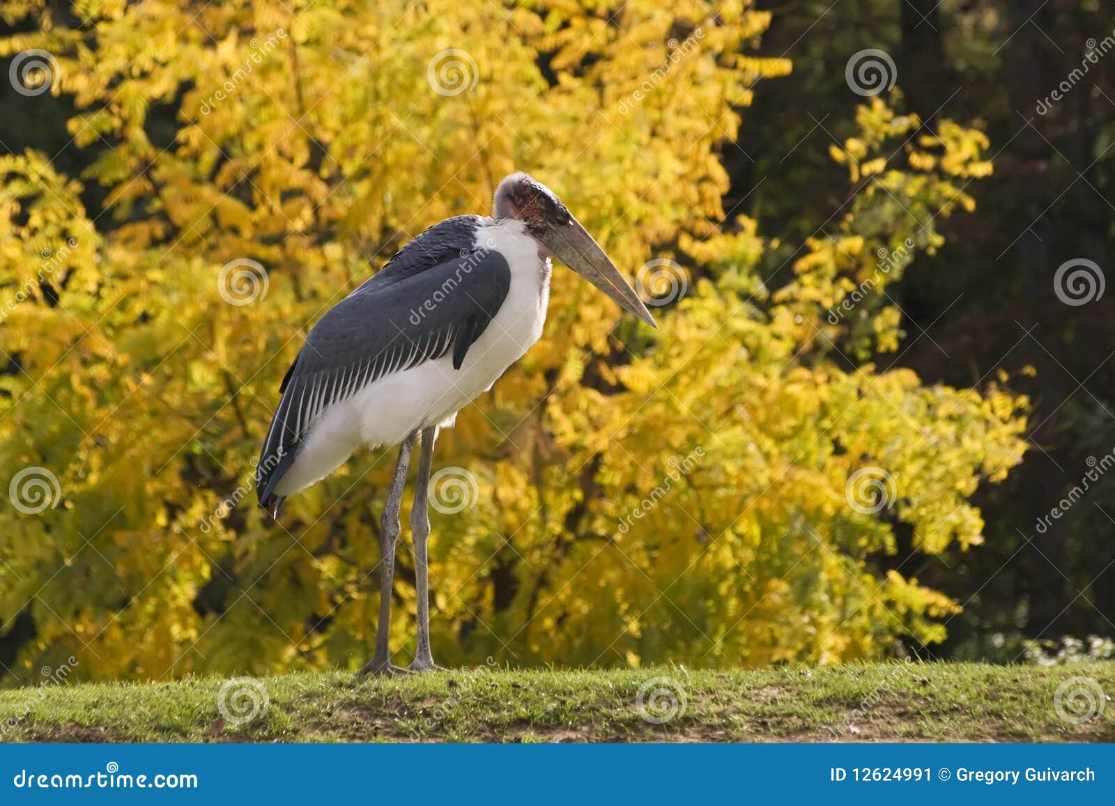 Marabu imagem de stock. Imagem de marabu, wilderness - 12624991