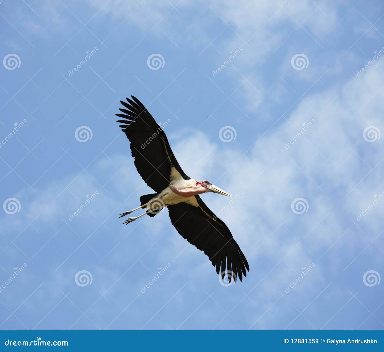 Marabu stock image. Image of wildlife, marabou, head - 12881559