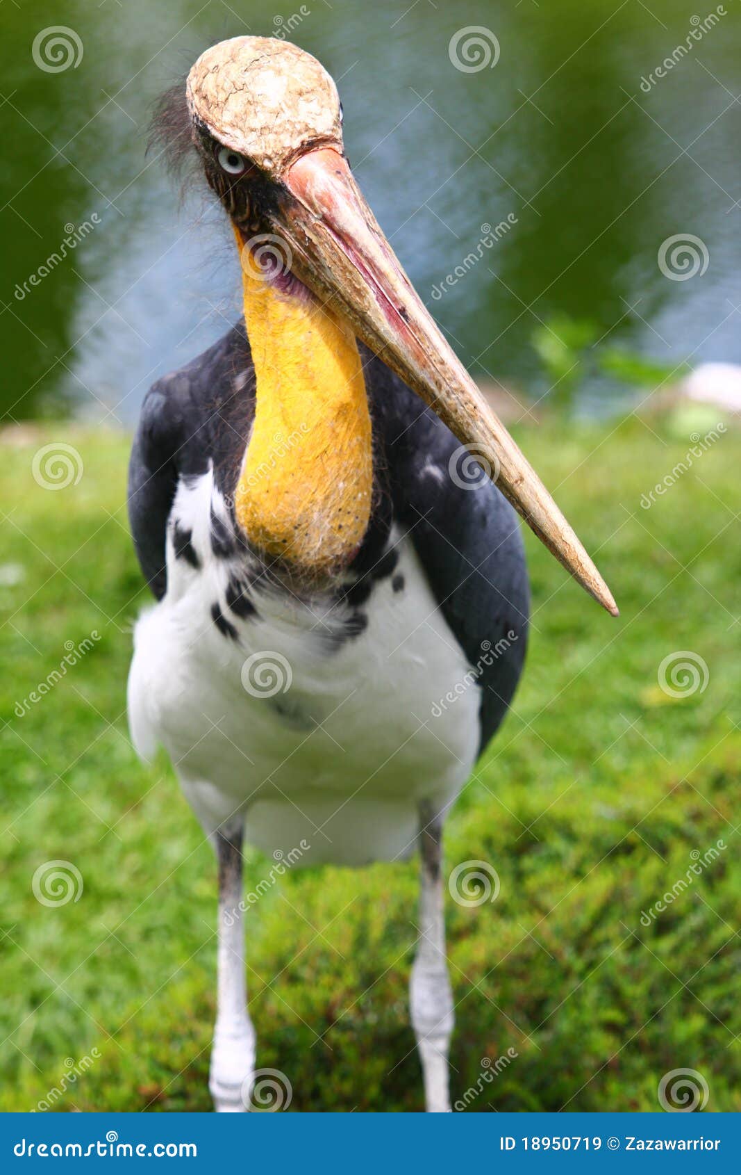 Marabu stock image. Image of africa, black, marabou, fauna - 18950719