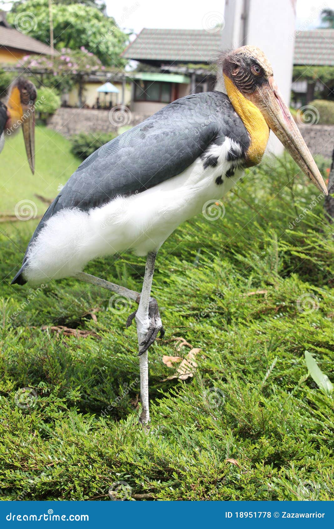 Marabu stock photo. Image of animal, large, closeup, tree - 18951778