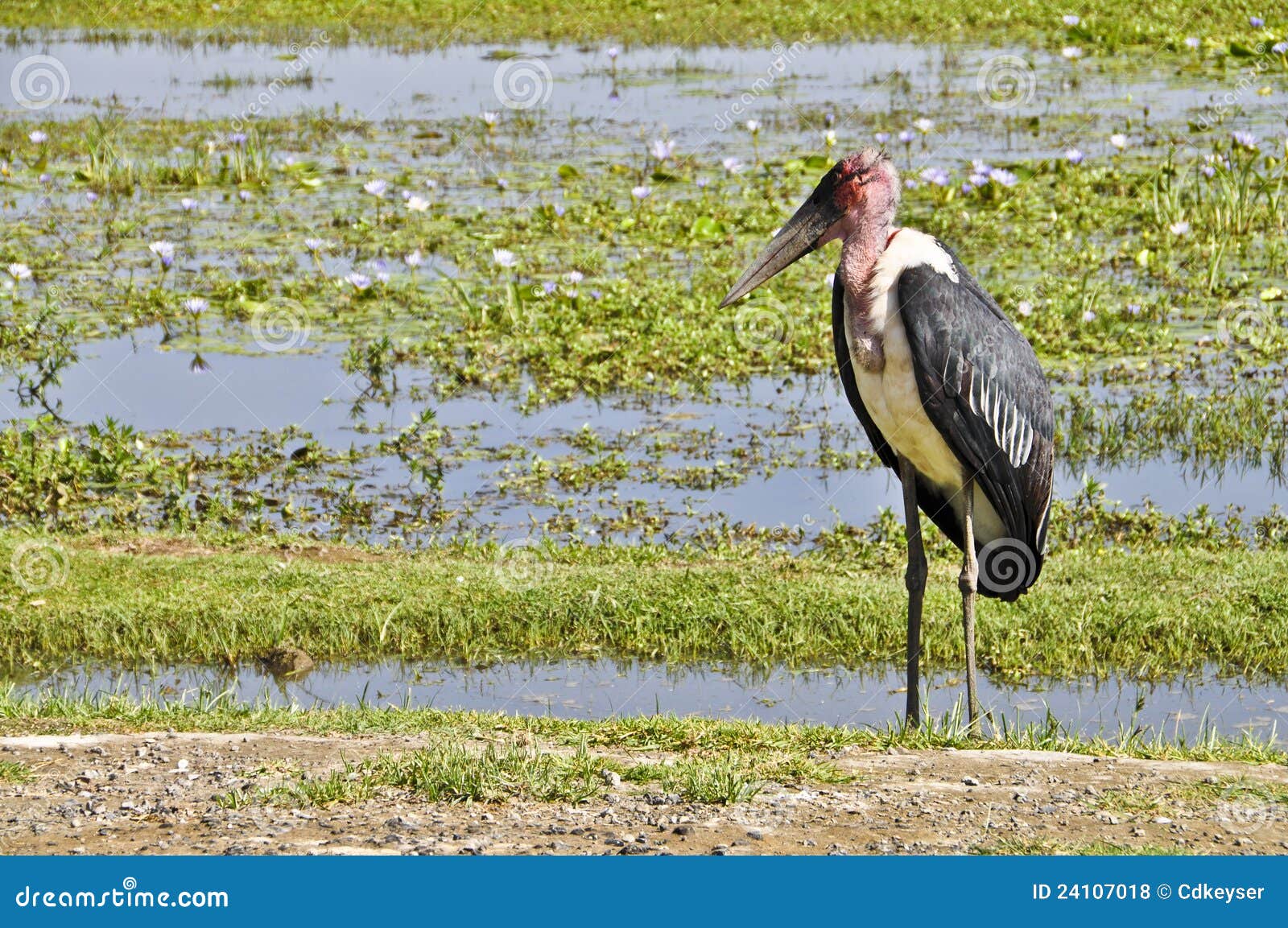 Marabu stock photo. Image of legs, marabu, water, marsh - 24107018