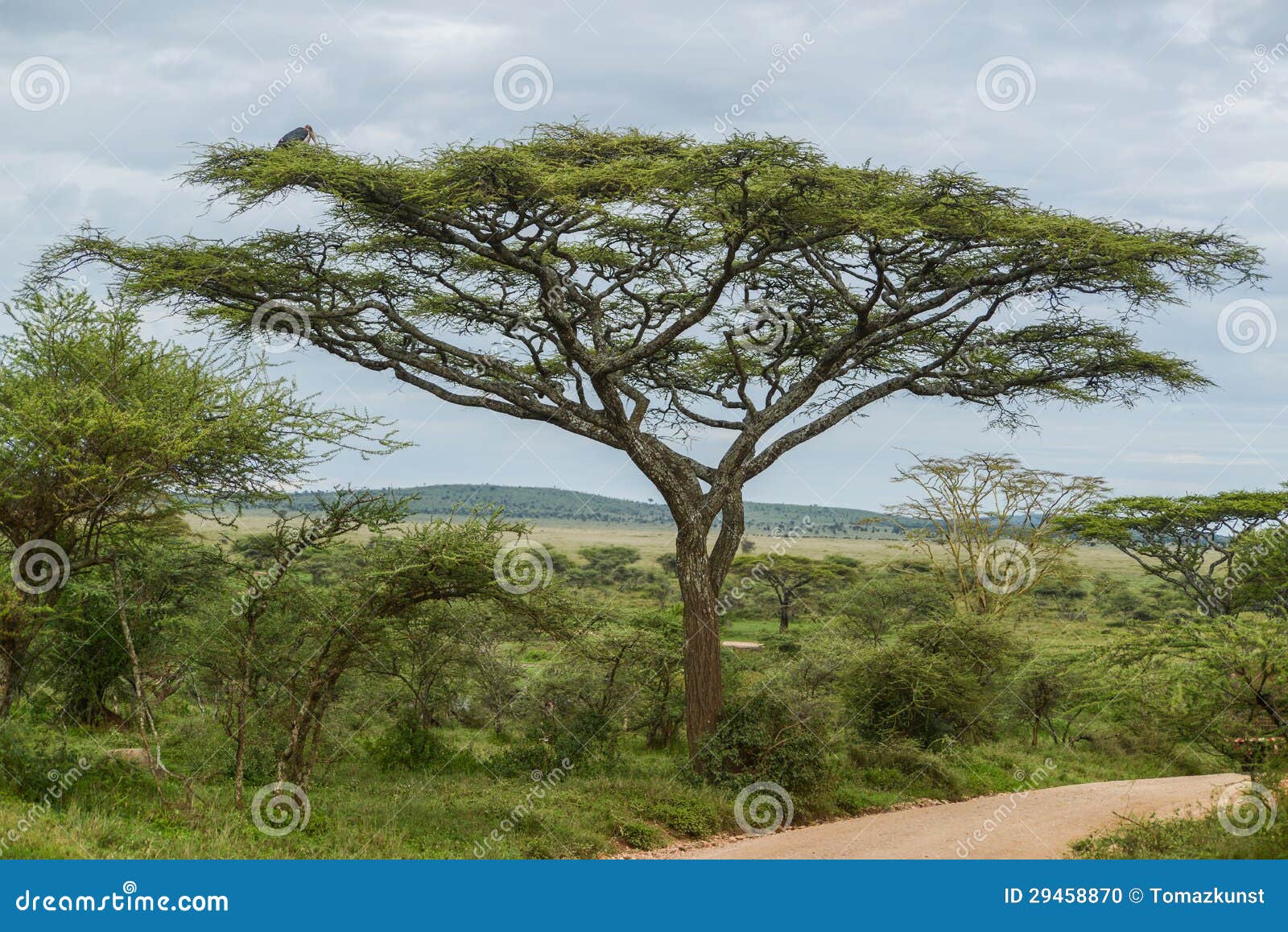 Marabu stock photo. Image of ornithology, scavenger, wild - 29458870