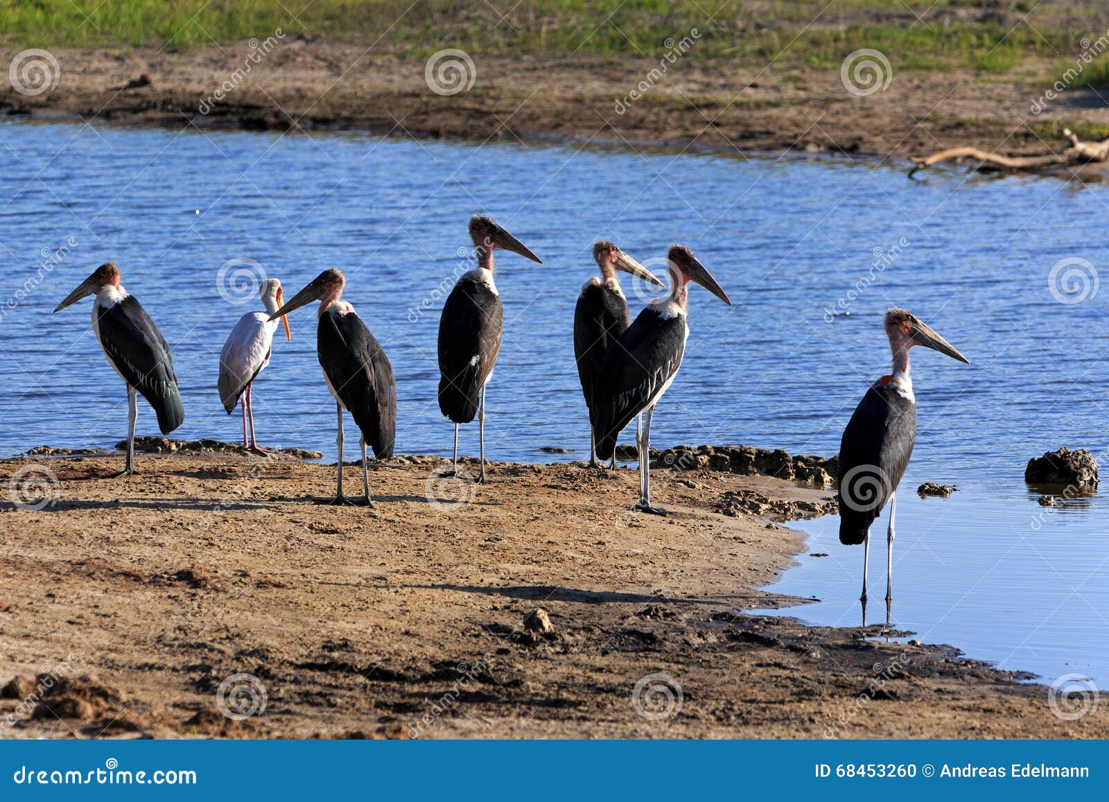 Marabu stock foto. Image of maraboe, landschap, savanne - 68453260