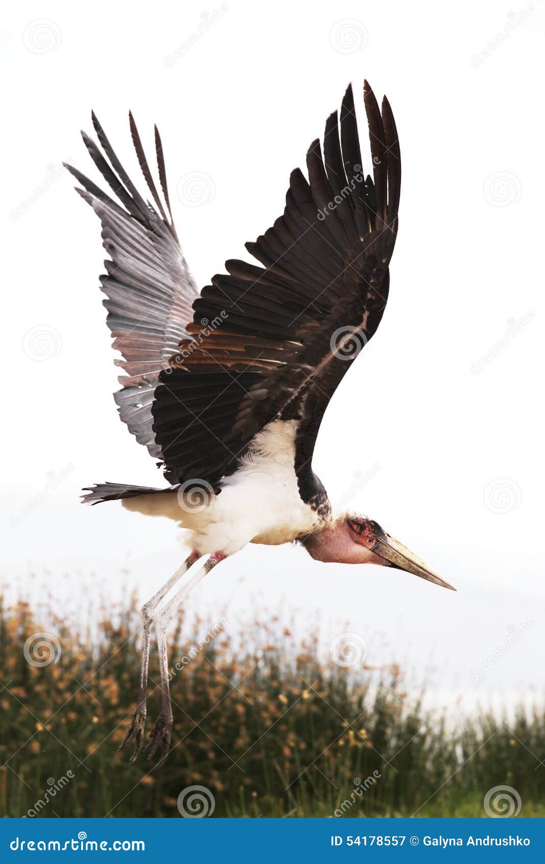 Marabu stock image. Image of explore, maribu, marabu - 54178557