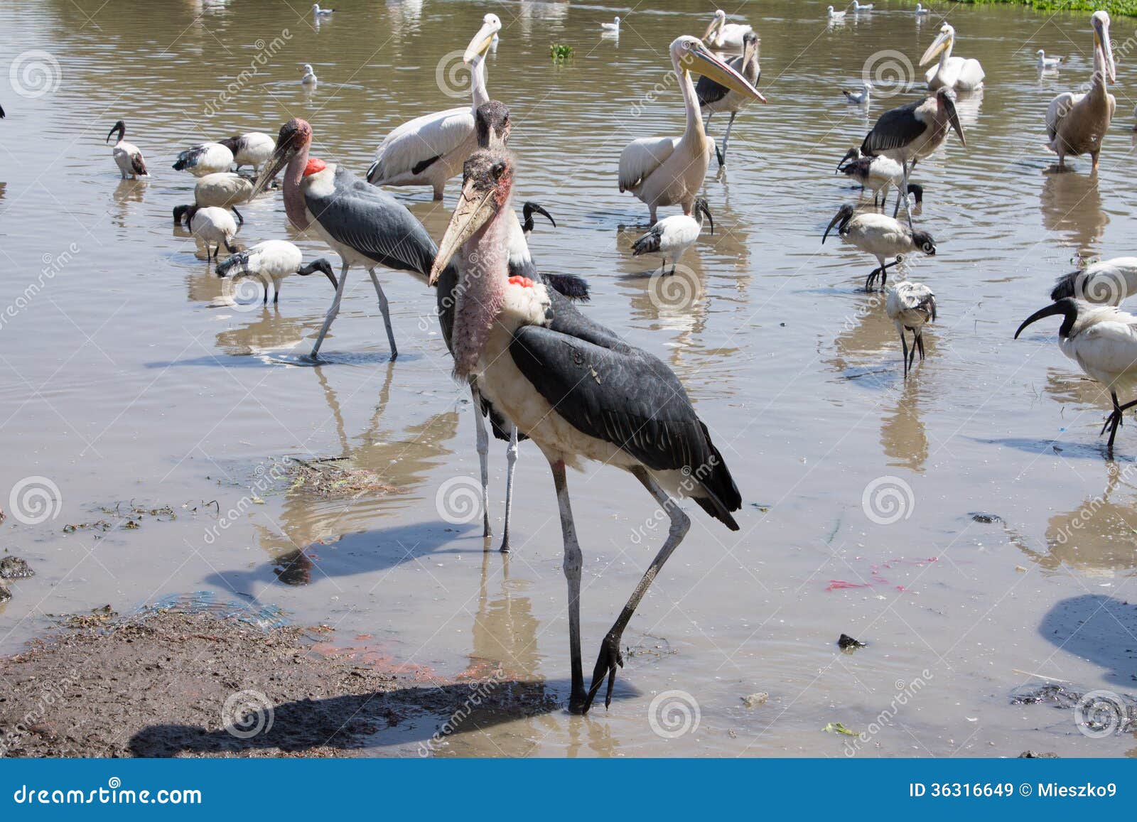 Marabu stock image. Image of feather, marabou, beak, bird - 36316649