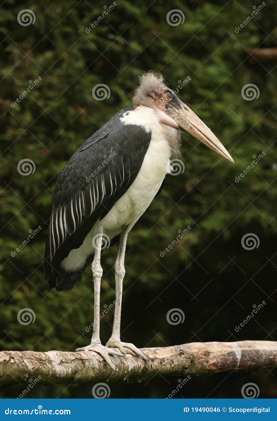 Marabu-Storch stockfoto. Bild von kopf, safari, wild - 19490046