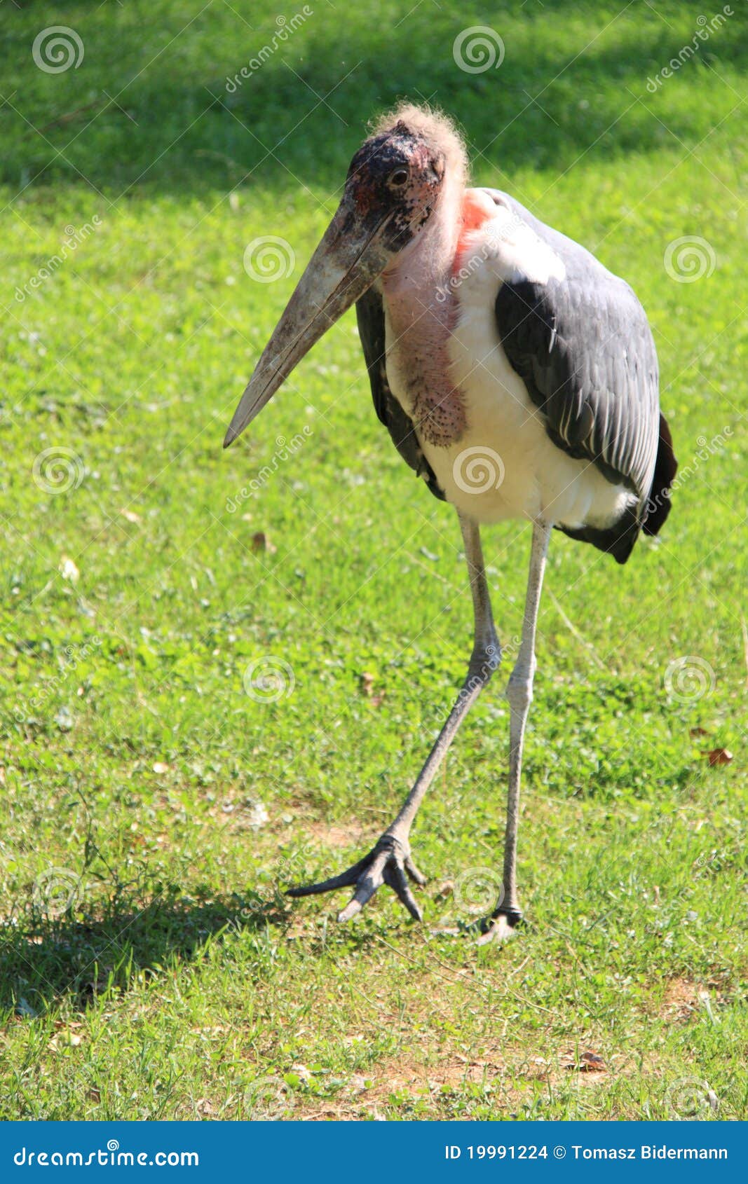 Marabu-Storch stockfoto. Bild von wiese, wildnis, tier - 19991224