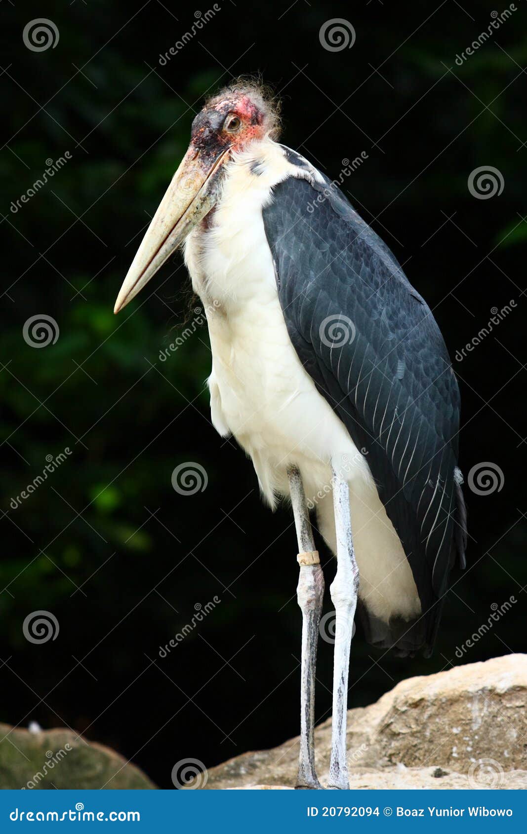 Marabu-Storch stockfoto. Bild von wildnis, marabu, nave - 20792094
