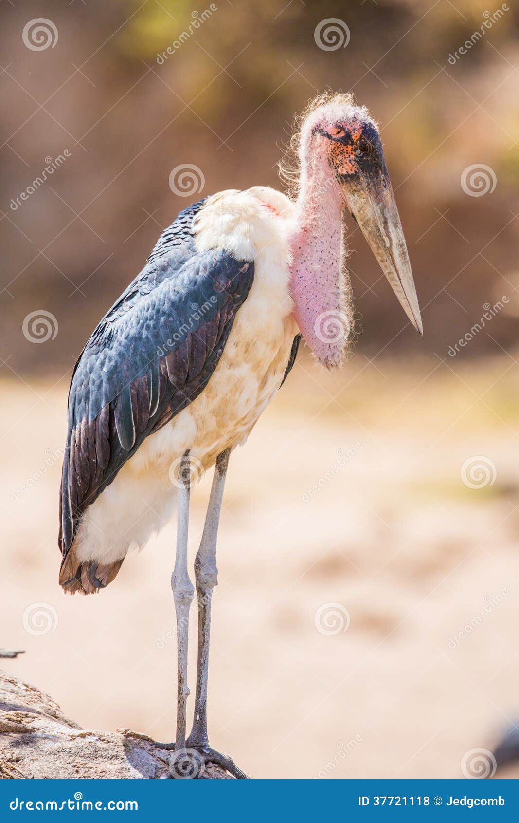 Marabu-Storch stockfoto. Bild von grün, vogel, schwarzes - 37721118