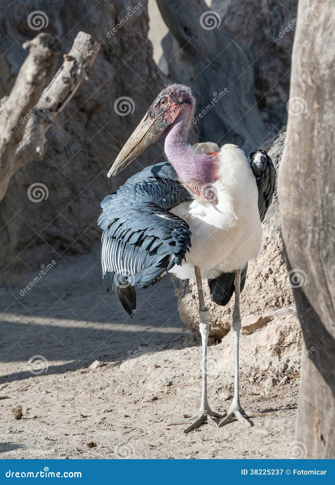 Marabu-Storch stockbild. Bild von schnabel, kopf, sack - 38225237