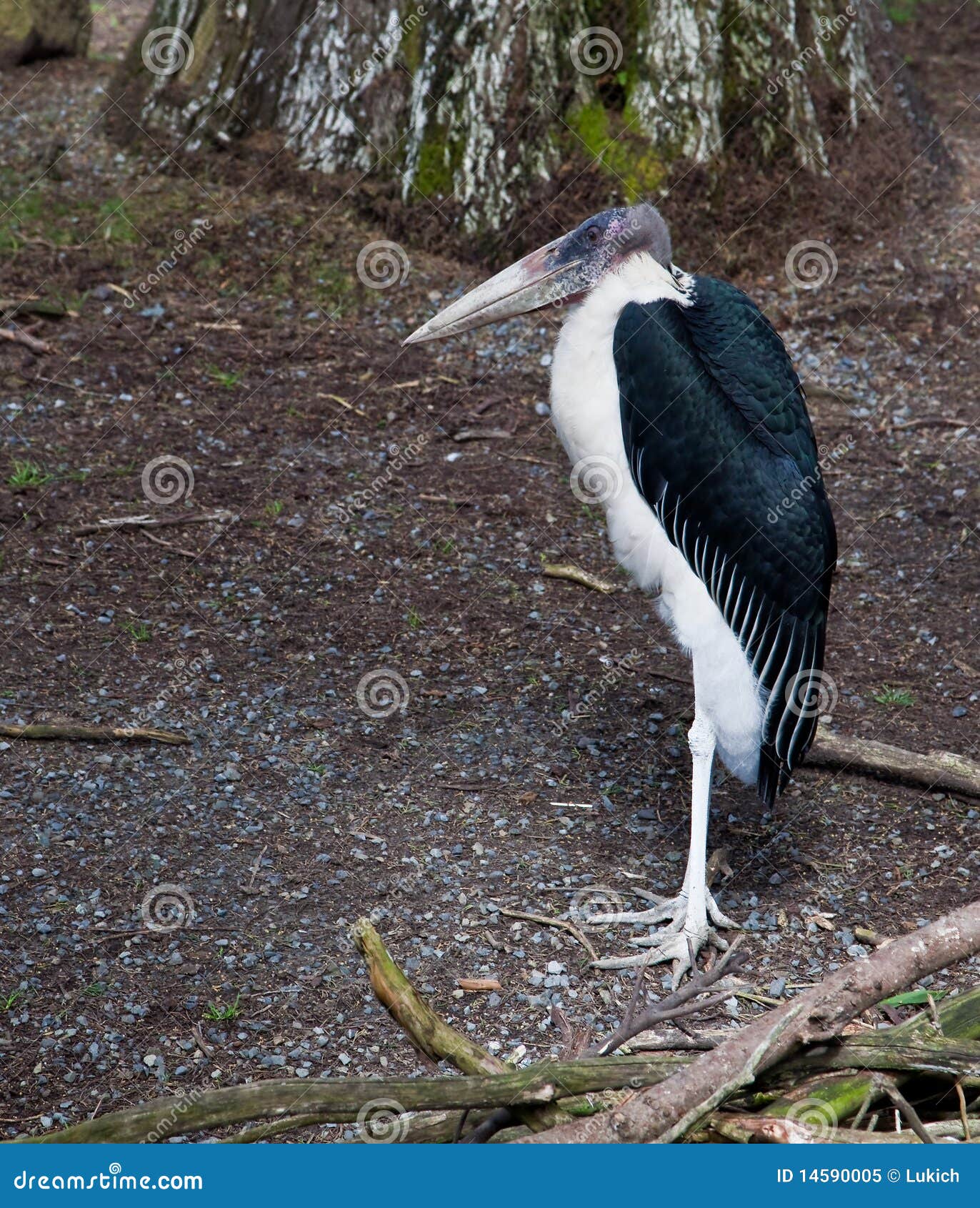 Marabu-Storch (Leptoptilos Crumeniferus) Stockbild - Bild von vogel ...