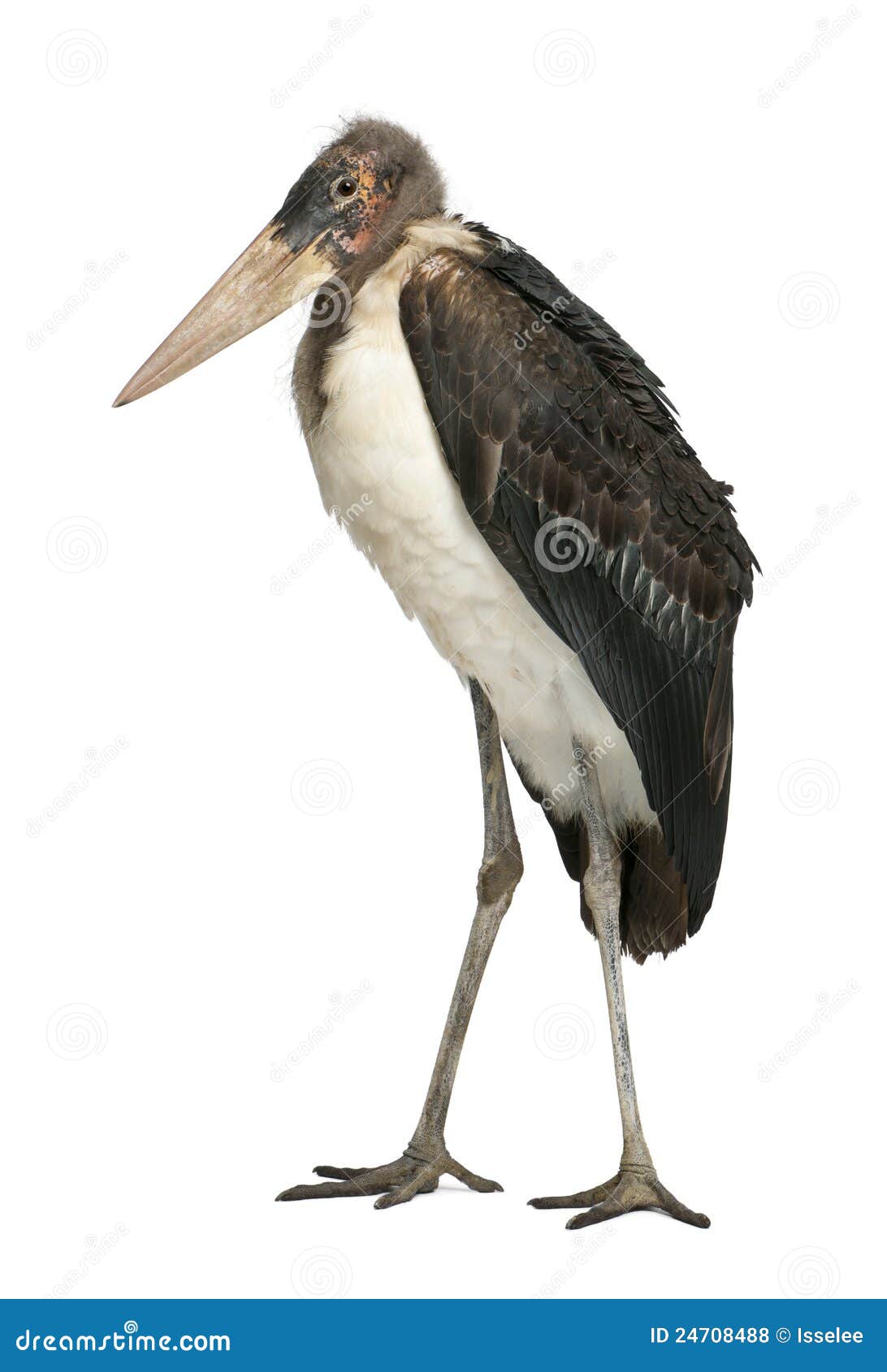 Marabu-Storch, Leptoptilos Crumeniferus Stockfoto - Bild von wildnis ...