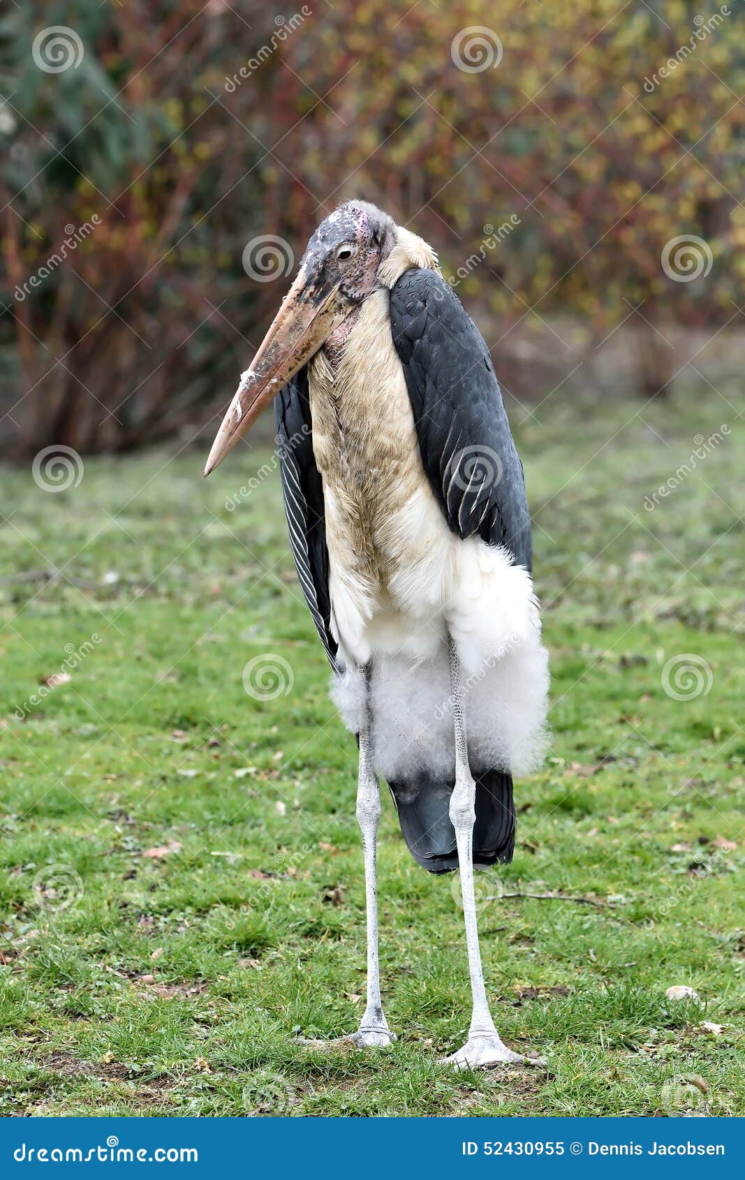 Marabu-Storch (Leptoptilos-crumeniferus) Stockbild - Bild von tier ...
