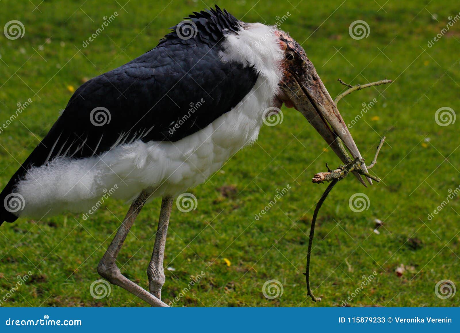 Marabu-Storch-Vogel stockbild. Bild von wildnis, karosserie - 115879233