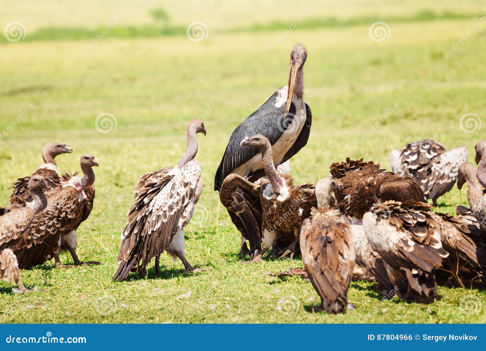 Marabu Und Geier, Die Aas in Der Savanne Essen Stockfoto - Bild von ...