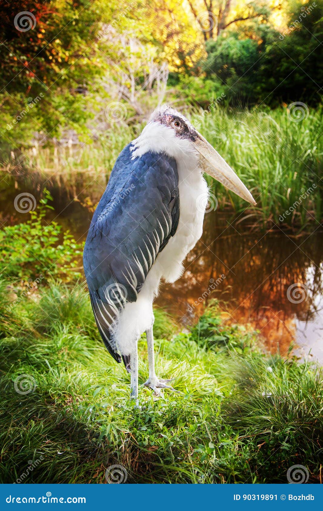 Marabu-Vogel in Almaty-Zoo, Kasachstan Stockbild - Bild von haar ...