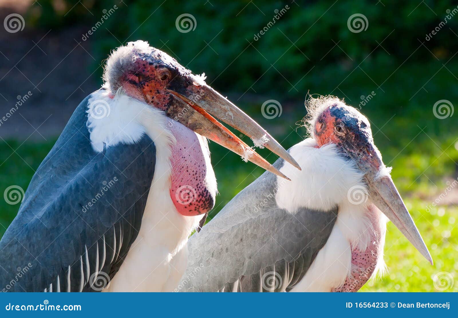 Marabut para obraz stock. Obraz złożonej z przyroda, bocian - 16564233