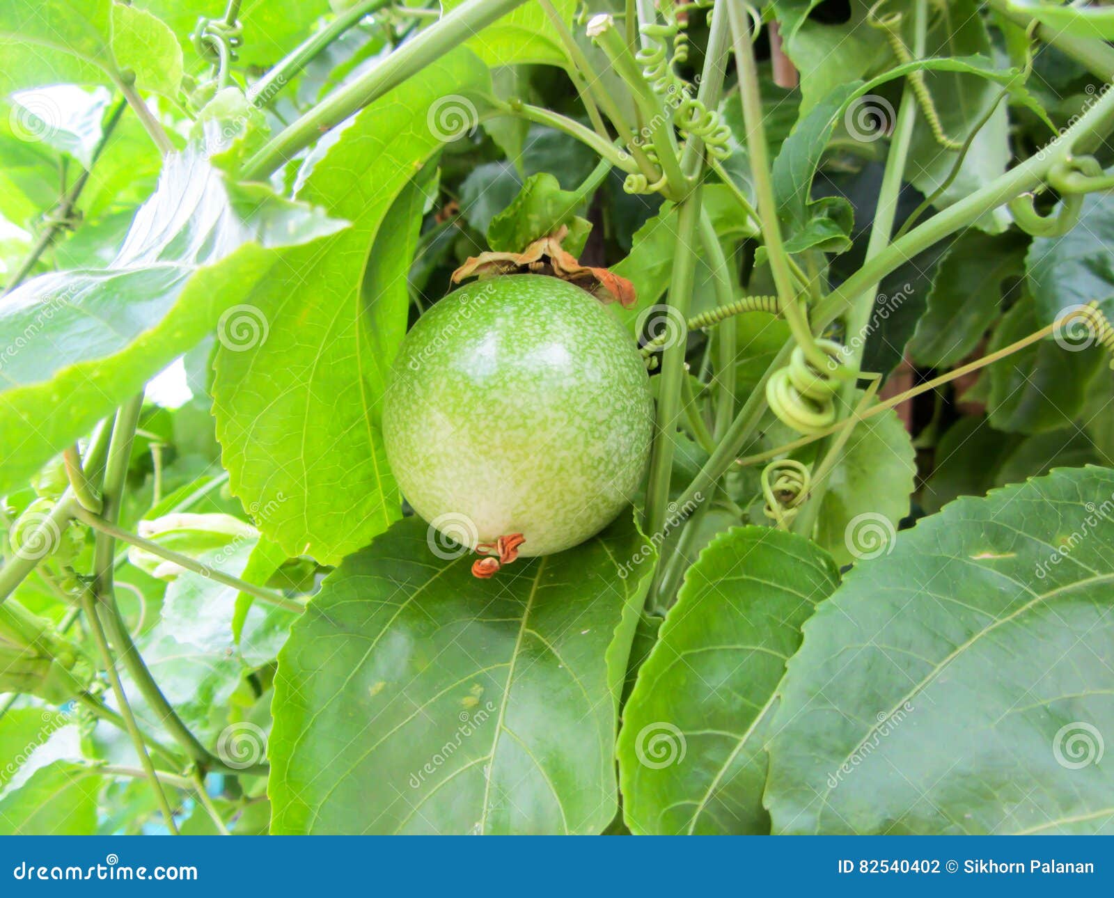 Maracuja Tree, Passion-fruit Stock Photo - Image of plant, tree: 82540402