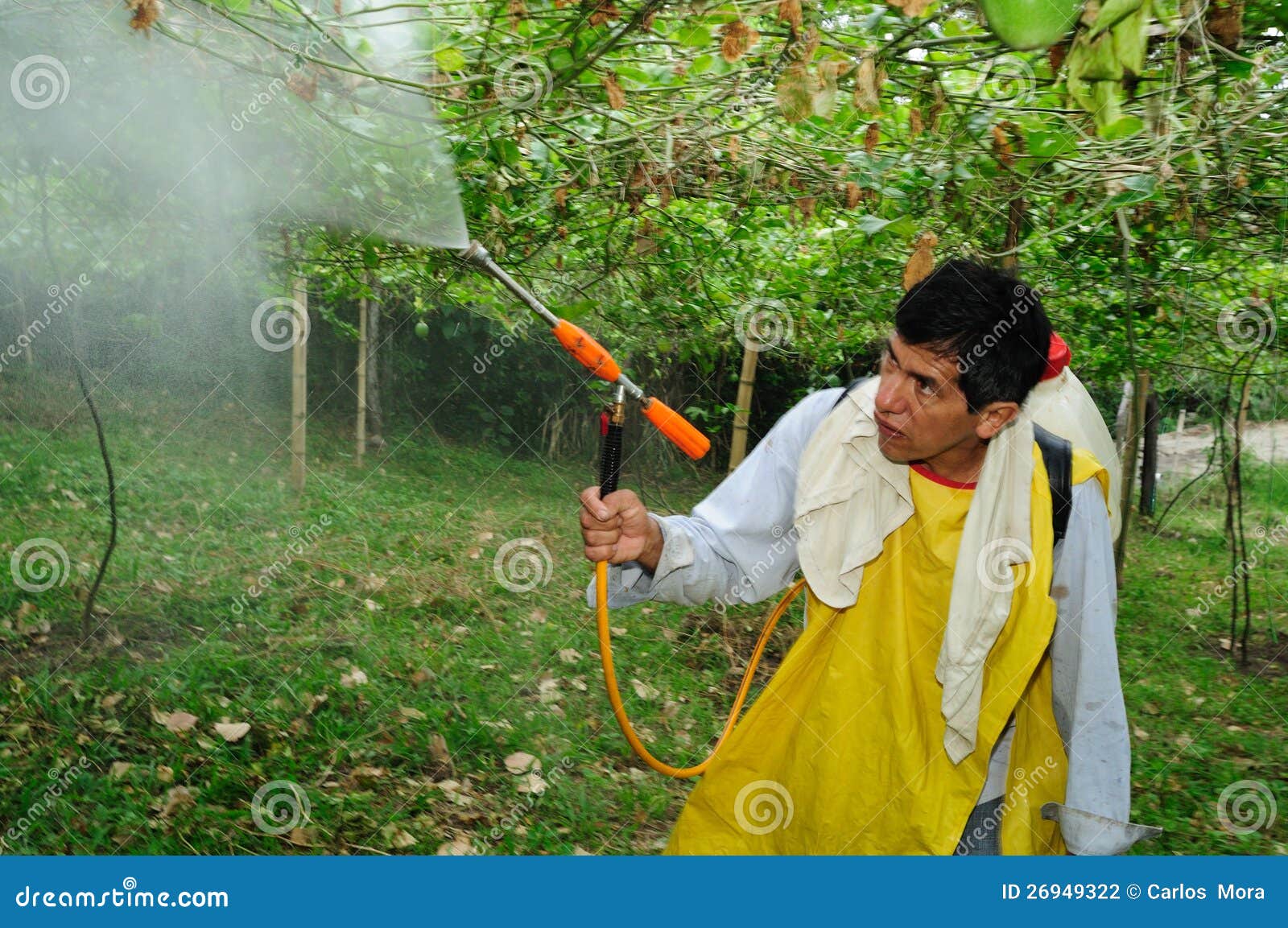 Maracuya Plantation Fumigating Editorial Photography - Image of ...
