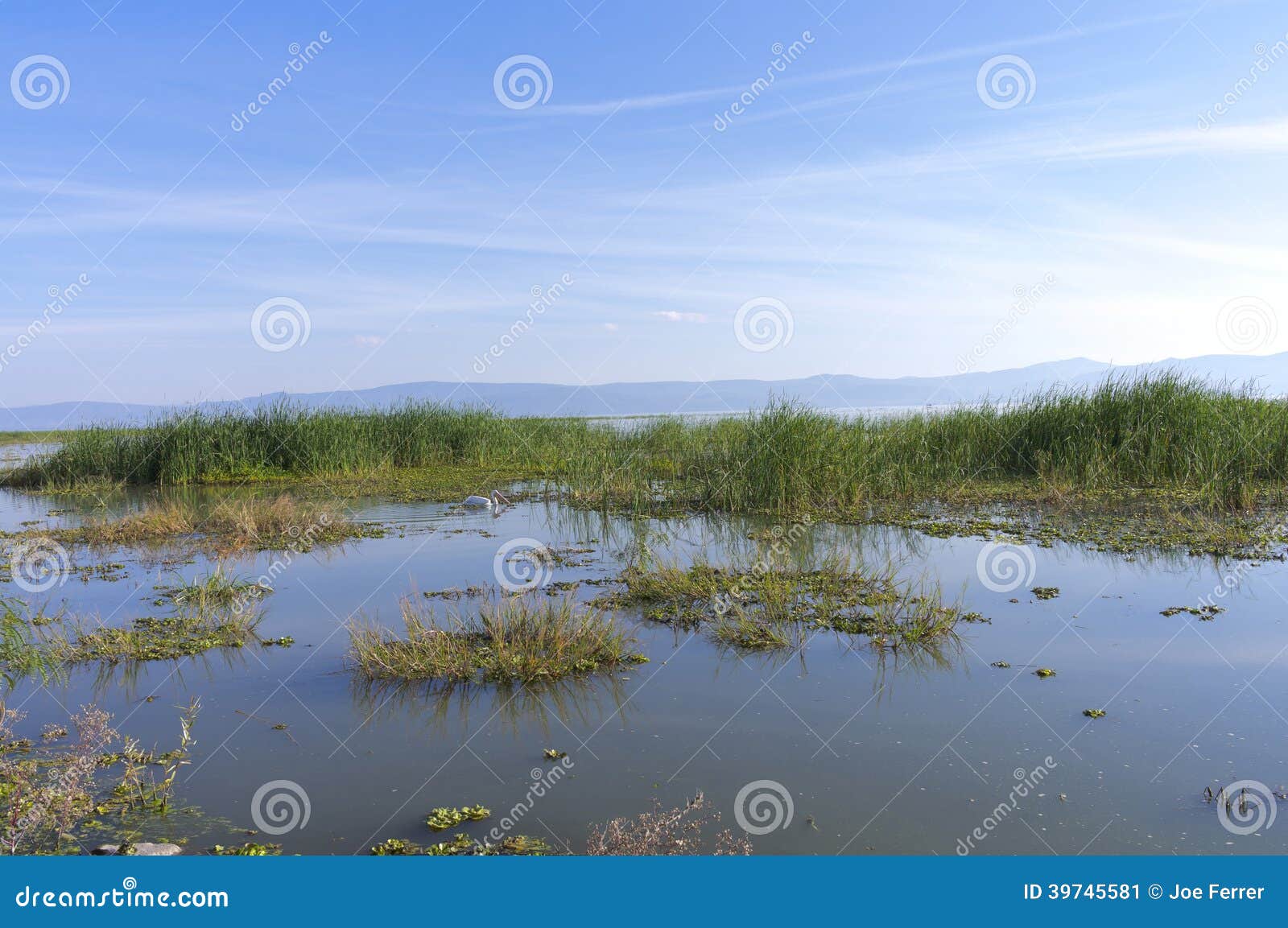 Marais De Lac Chapala Au Mexique Image stock - Image du horizontal ...