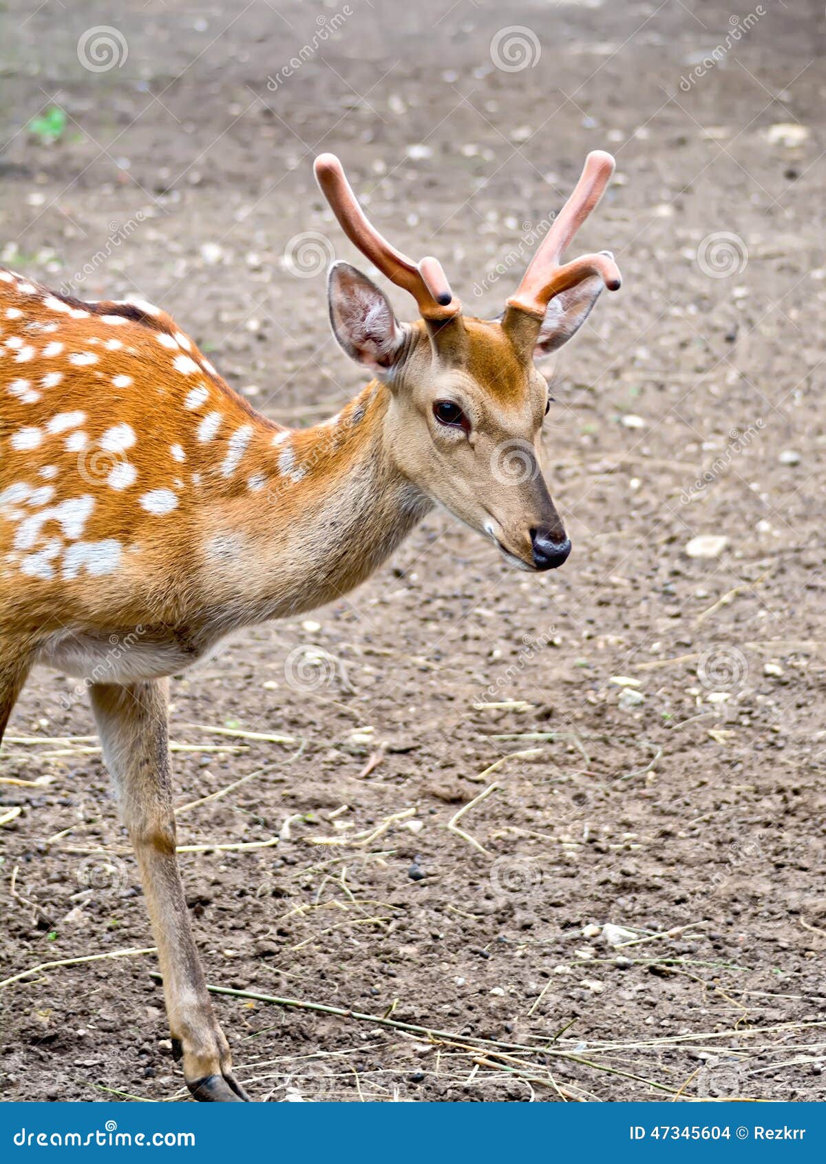 Maral Altai foto de stock. Imagem de exterior, wildlife - 47345604